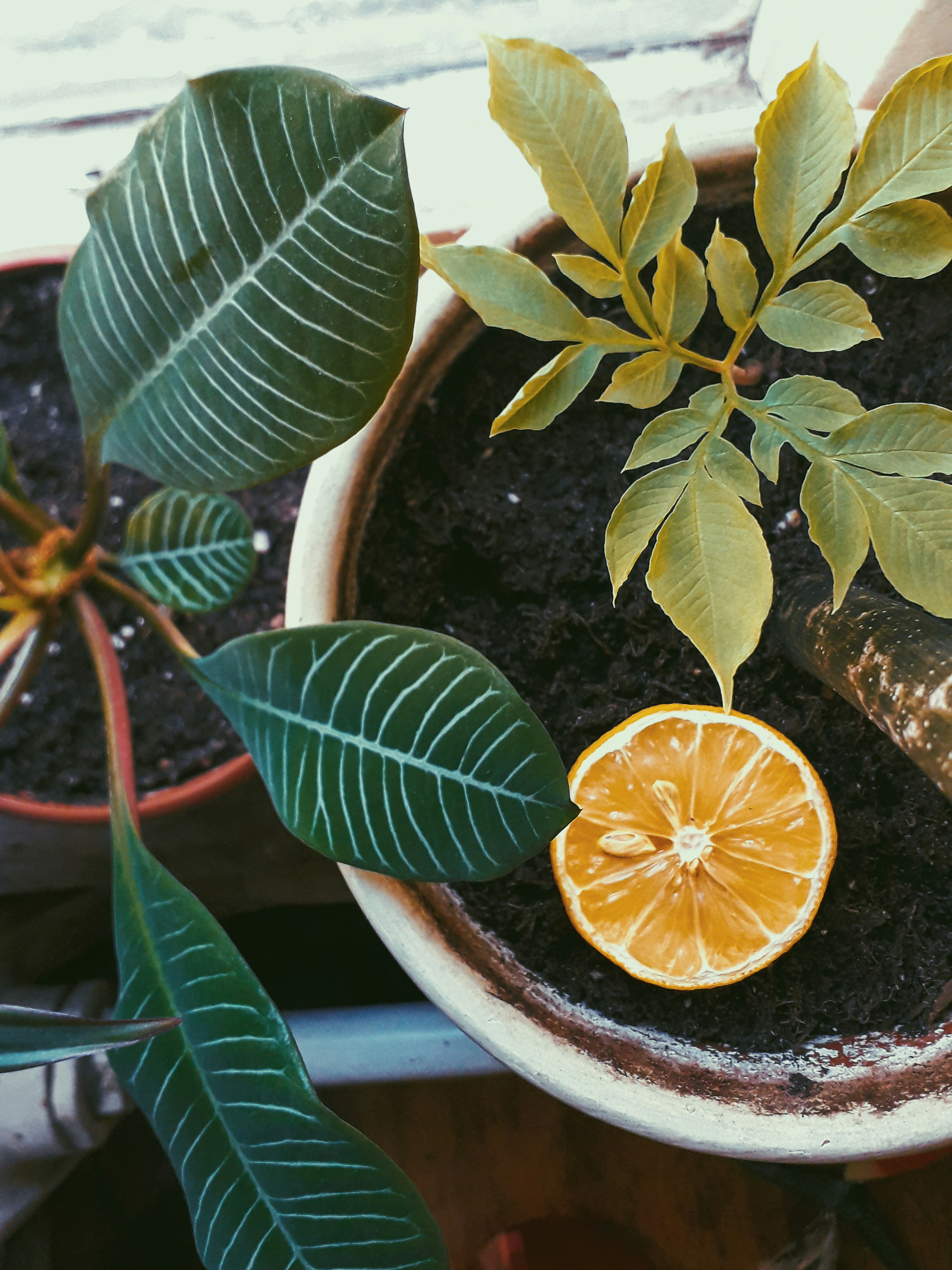 Halved Orange as a Tangy Anchor in a Potbound Micro-Garden