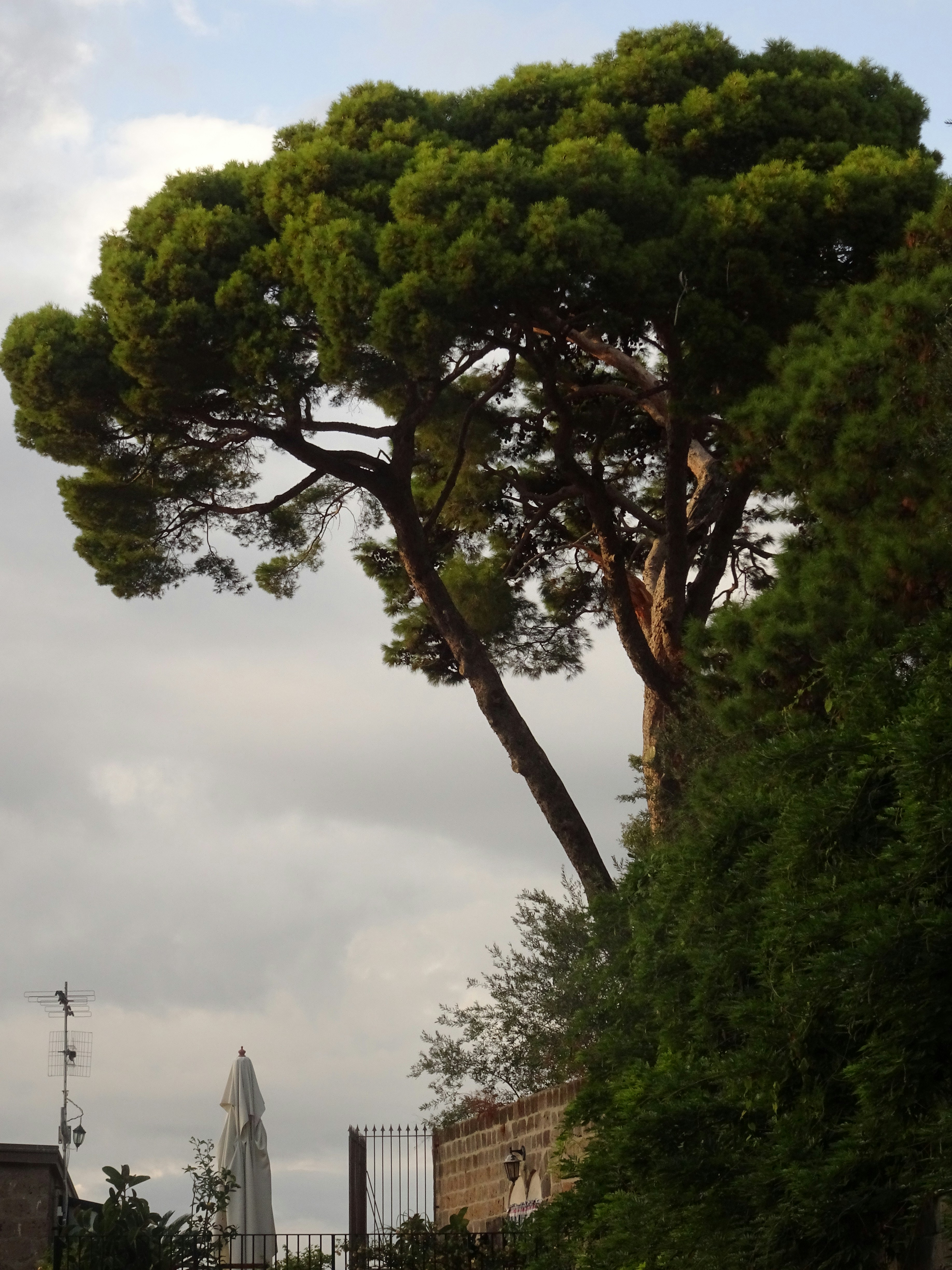 Tall pine tree stands against a cloudy sky, with a white umbrella peeking through the foliage. The scene captures a serene moment in a garden setting.