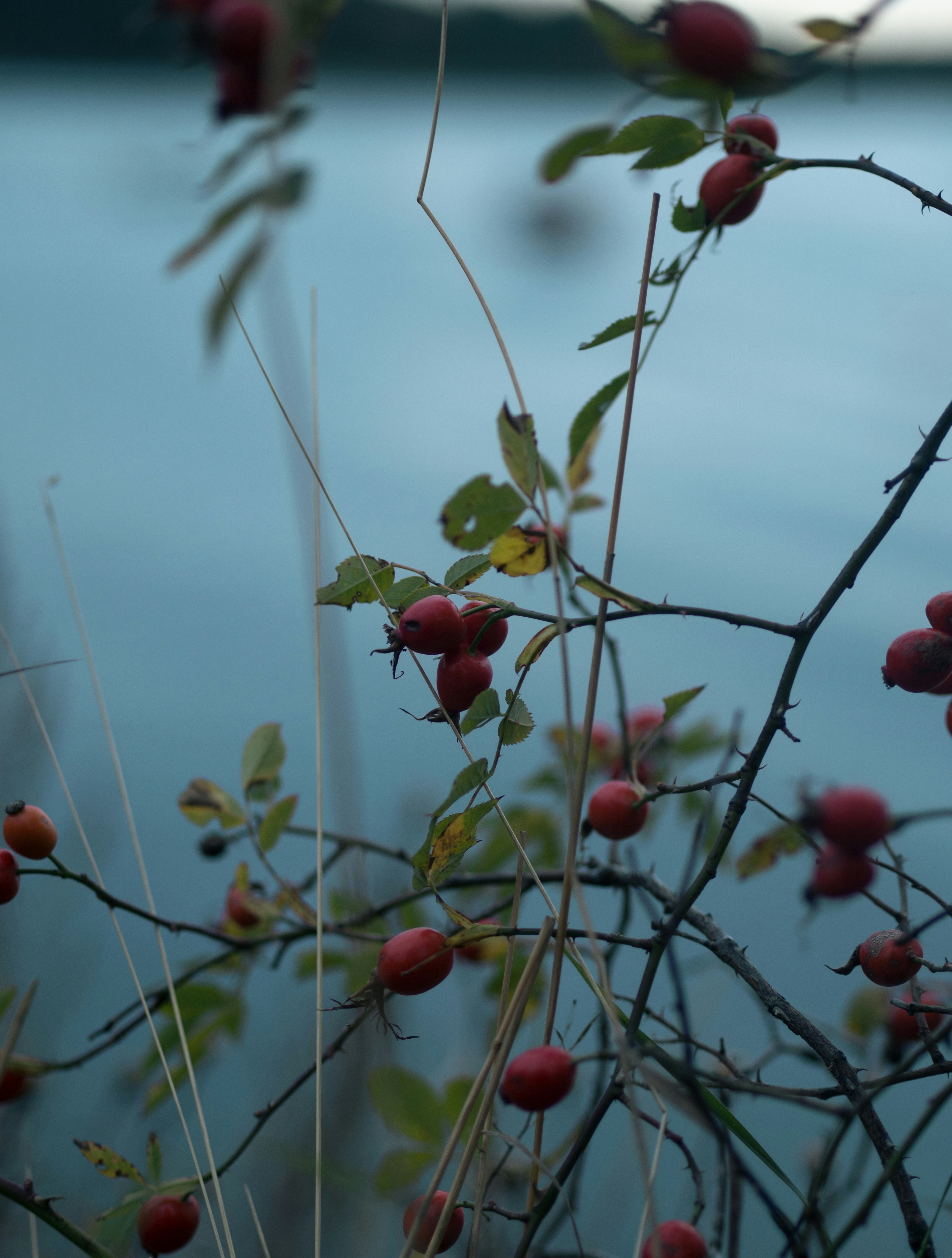selective focus photography of round red berries photo – Free Oslo ...