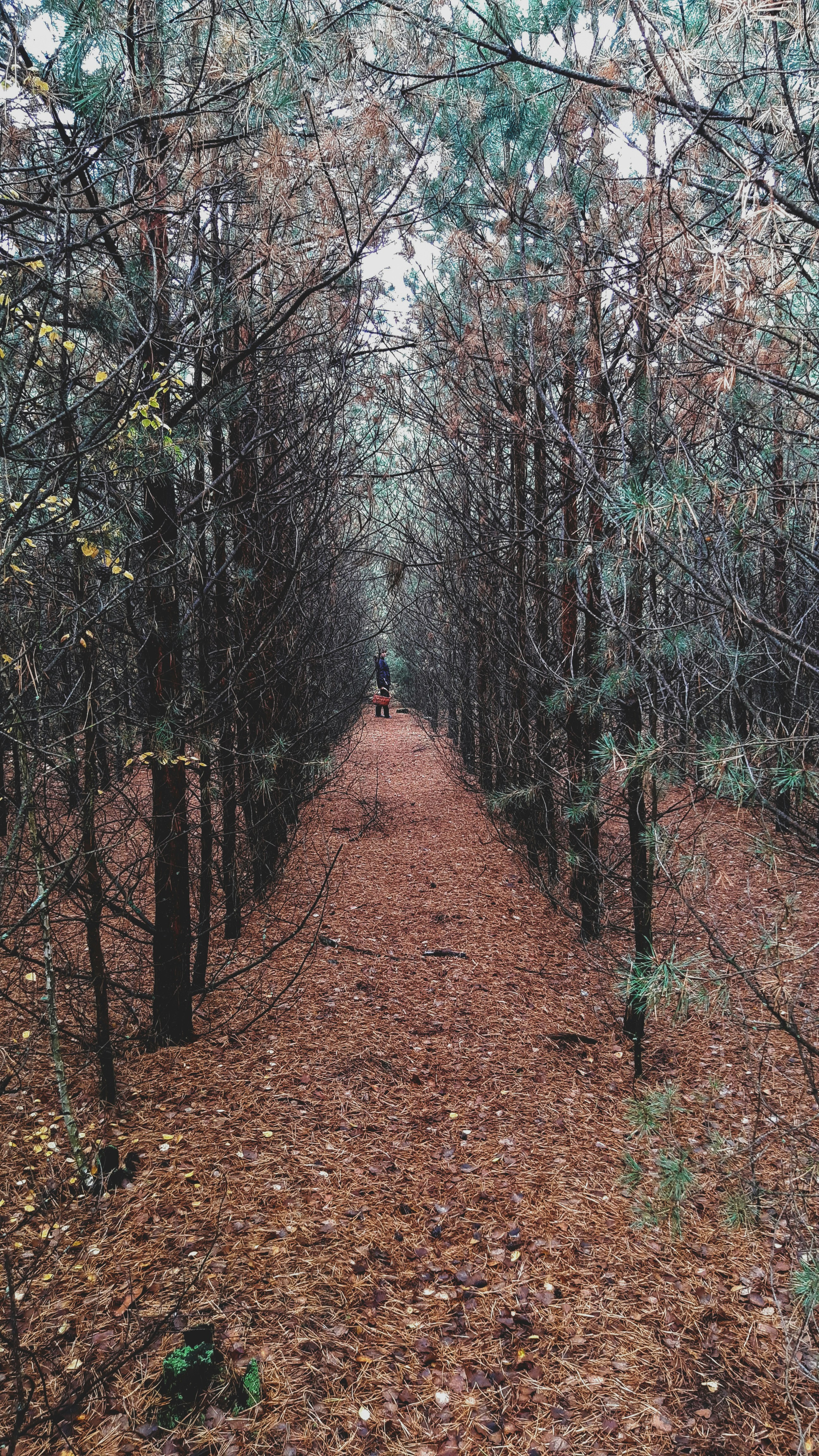 Forest pathways photo photo – Free Grey Image on Unsplash