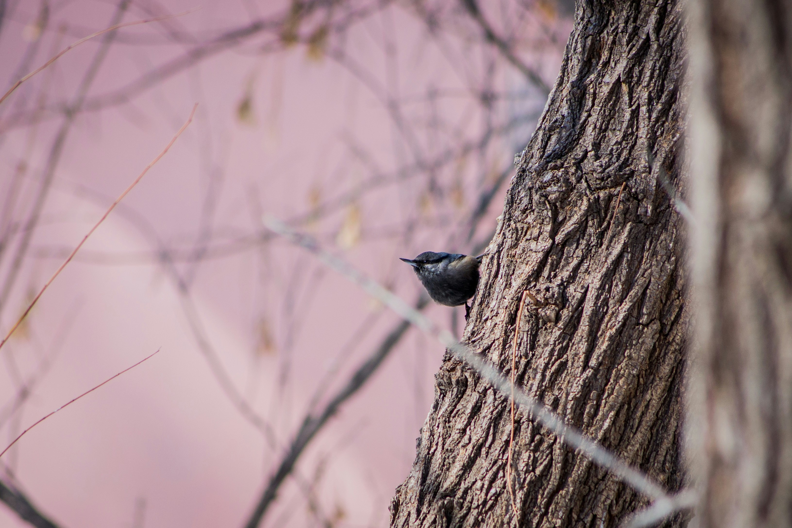 A small black bird perched on the side of a textured tree trunk with blurred pinkish background, emphasizing natural camouflage and subtle depth.