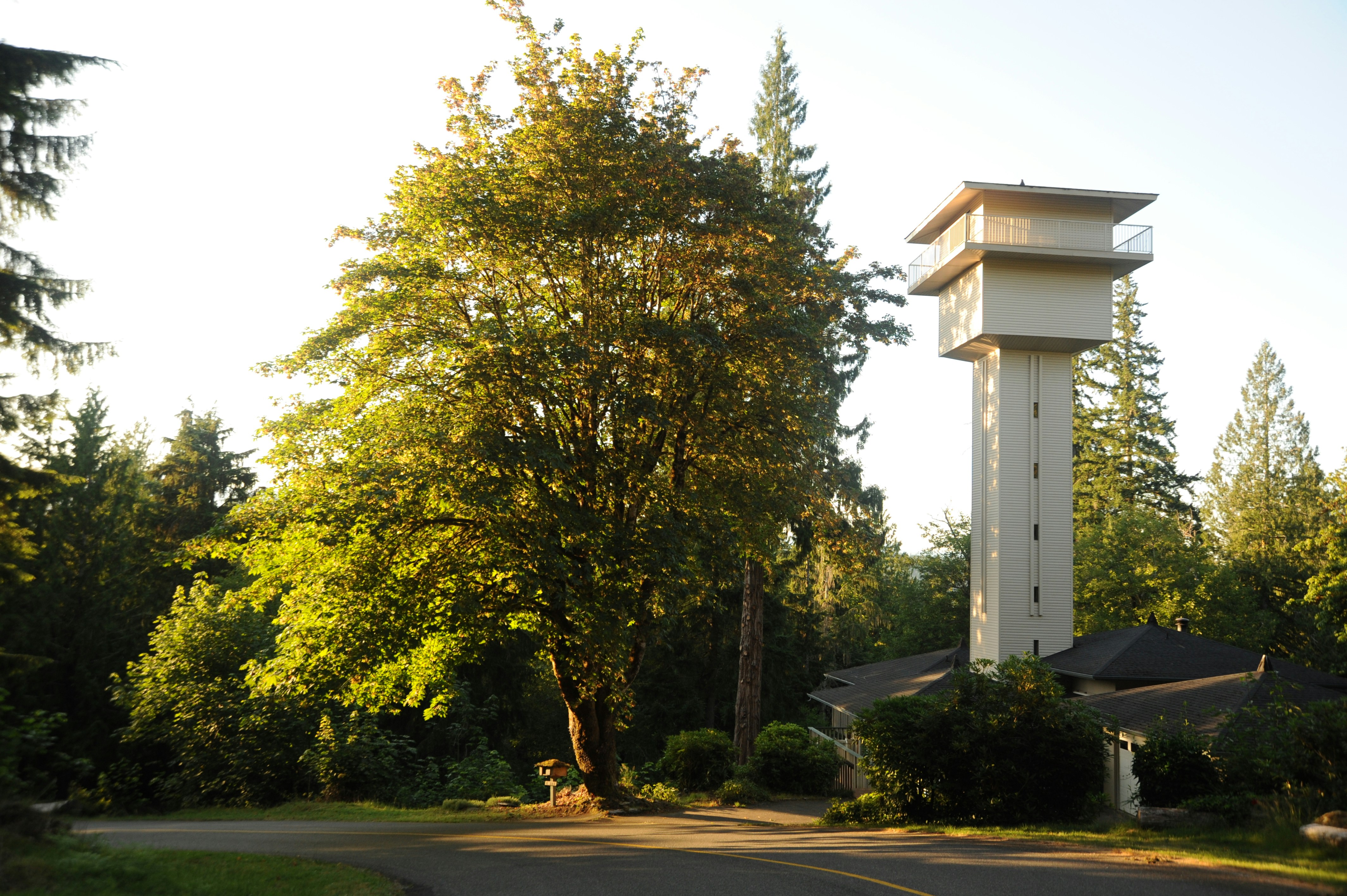 A modern observation tower rises beside a sprawling tree, framed by lush greenery and a winding road. The scene captures a harmonious blend of nature and architecture.