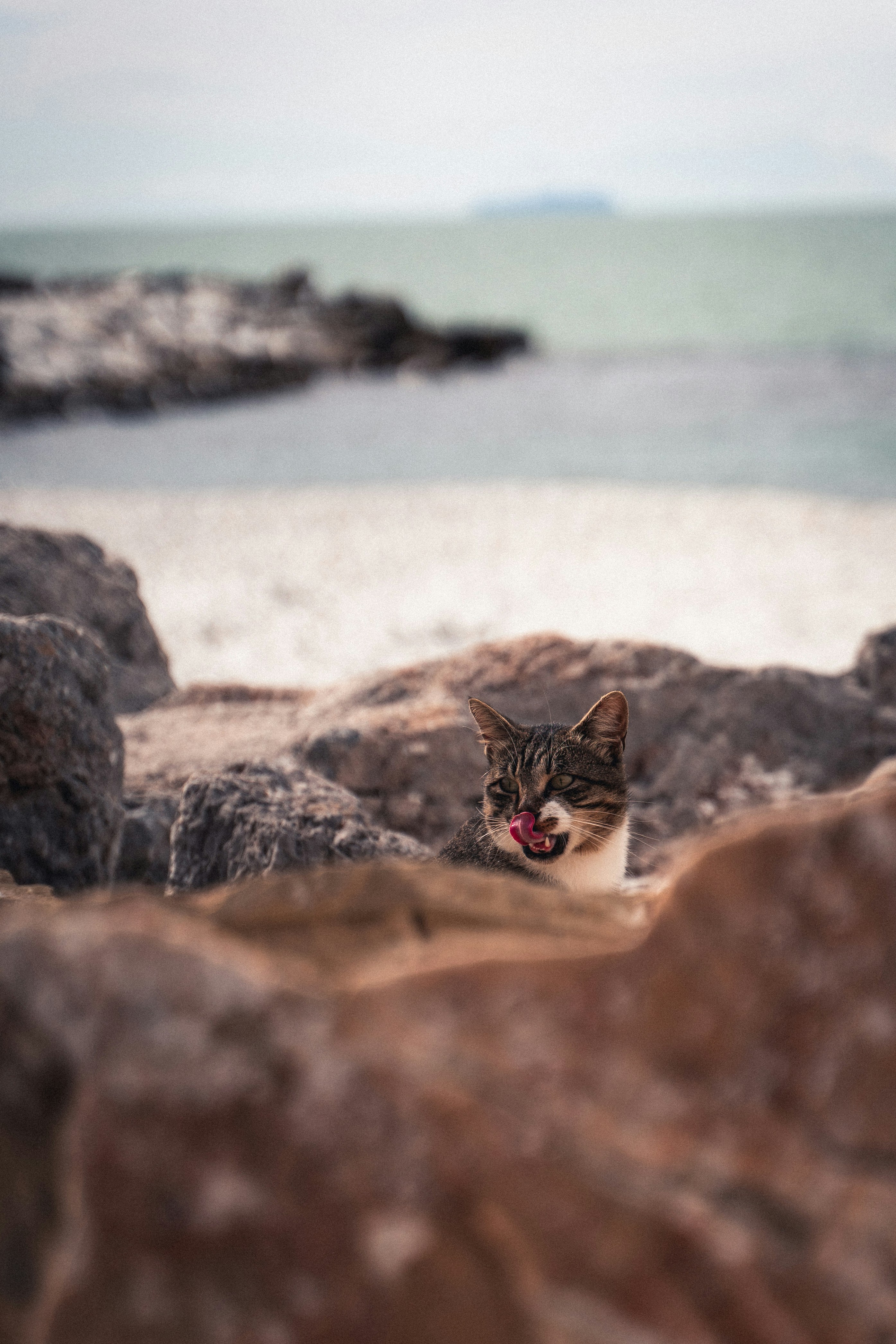 Cute Cat at the Beach.