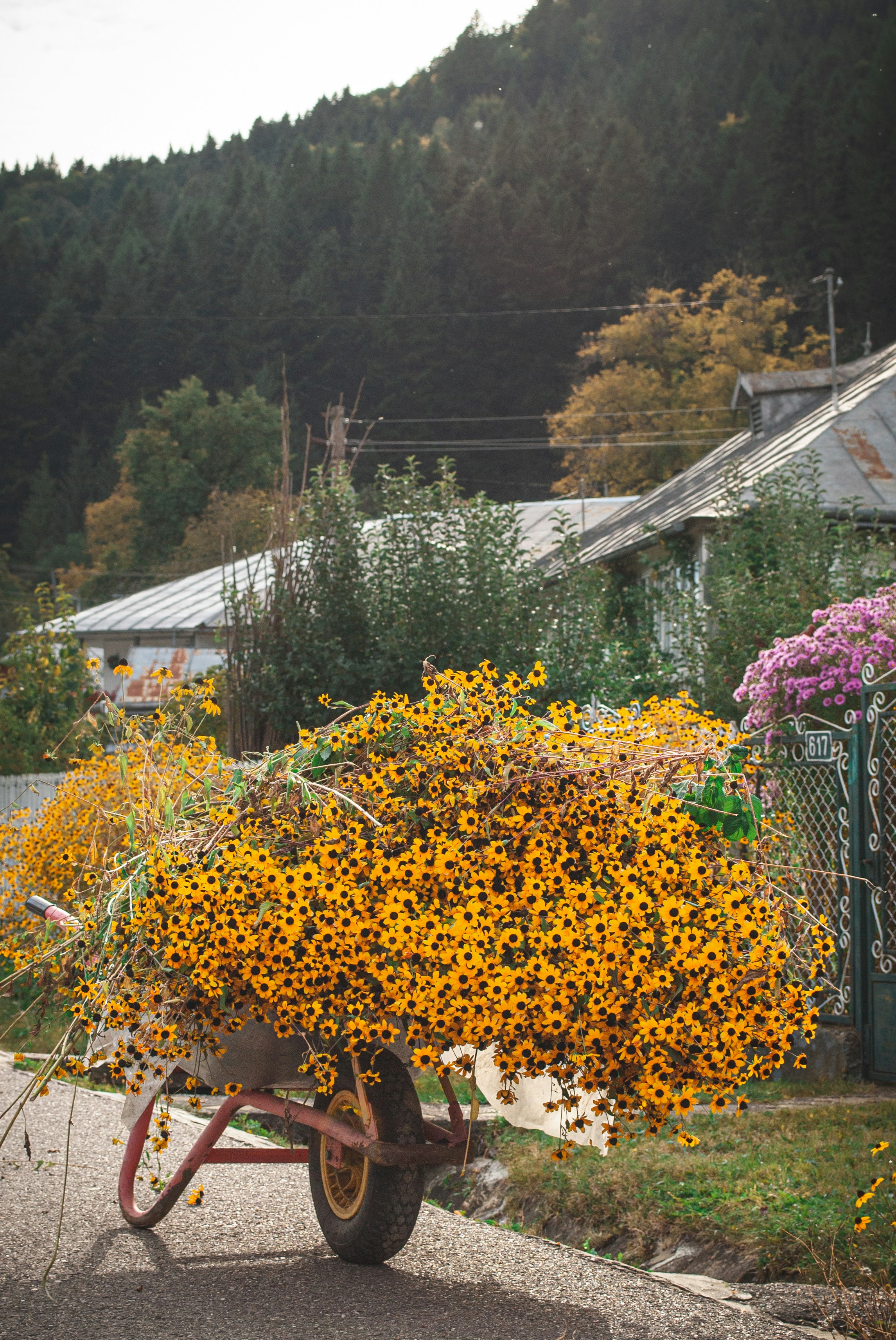 Wheelbarrow Brimming with Black-Eyed Susans on a Quiet Country Road