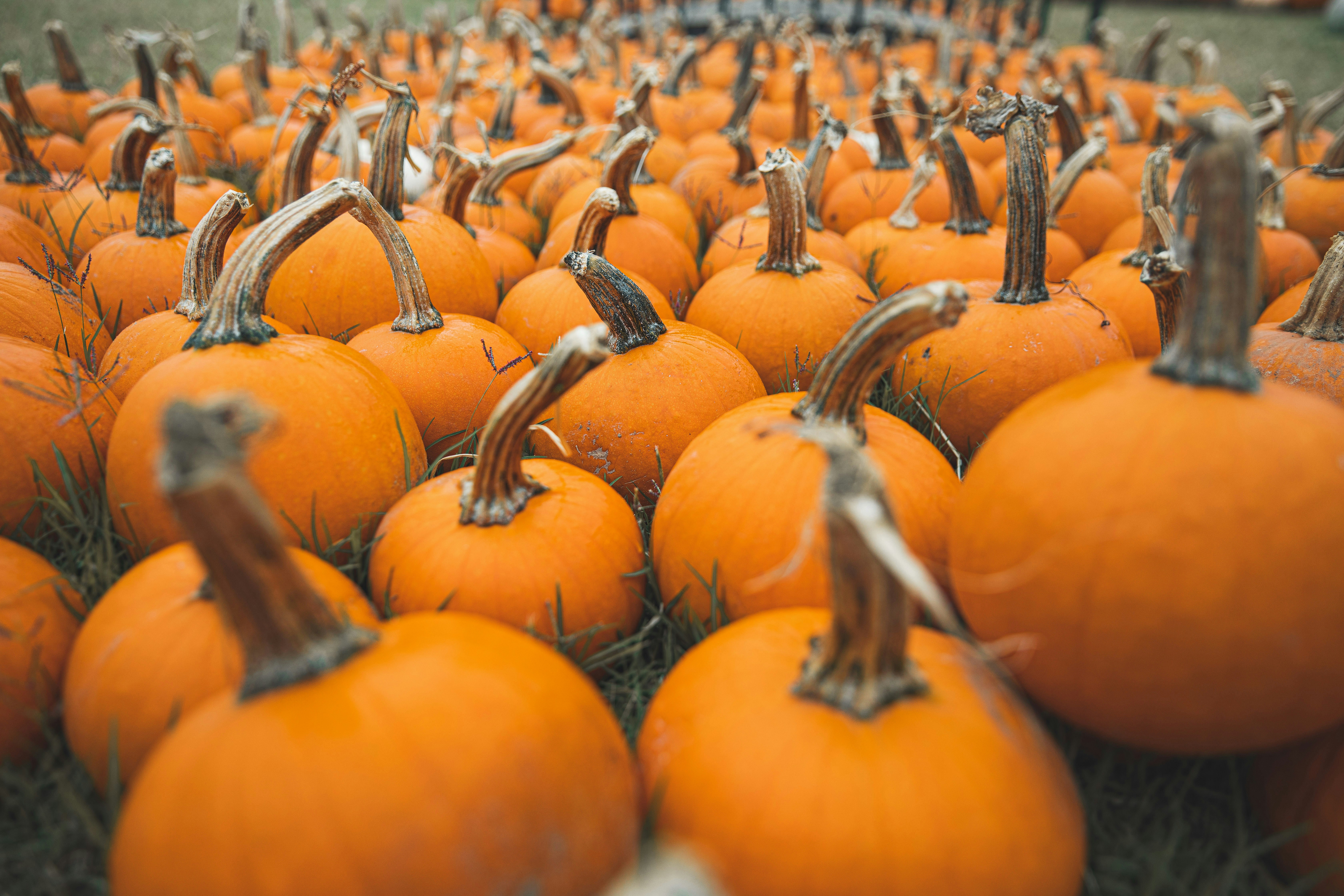 Cluster of vibrant orange pumpkins with curved stems covering a grassy field.