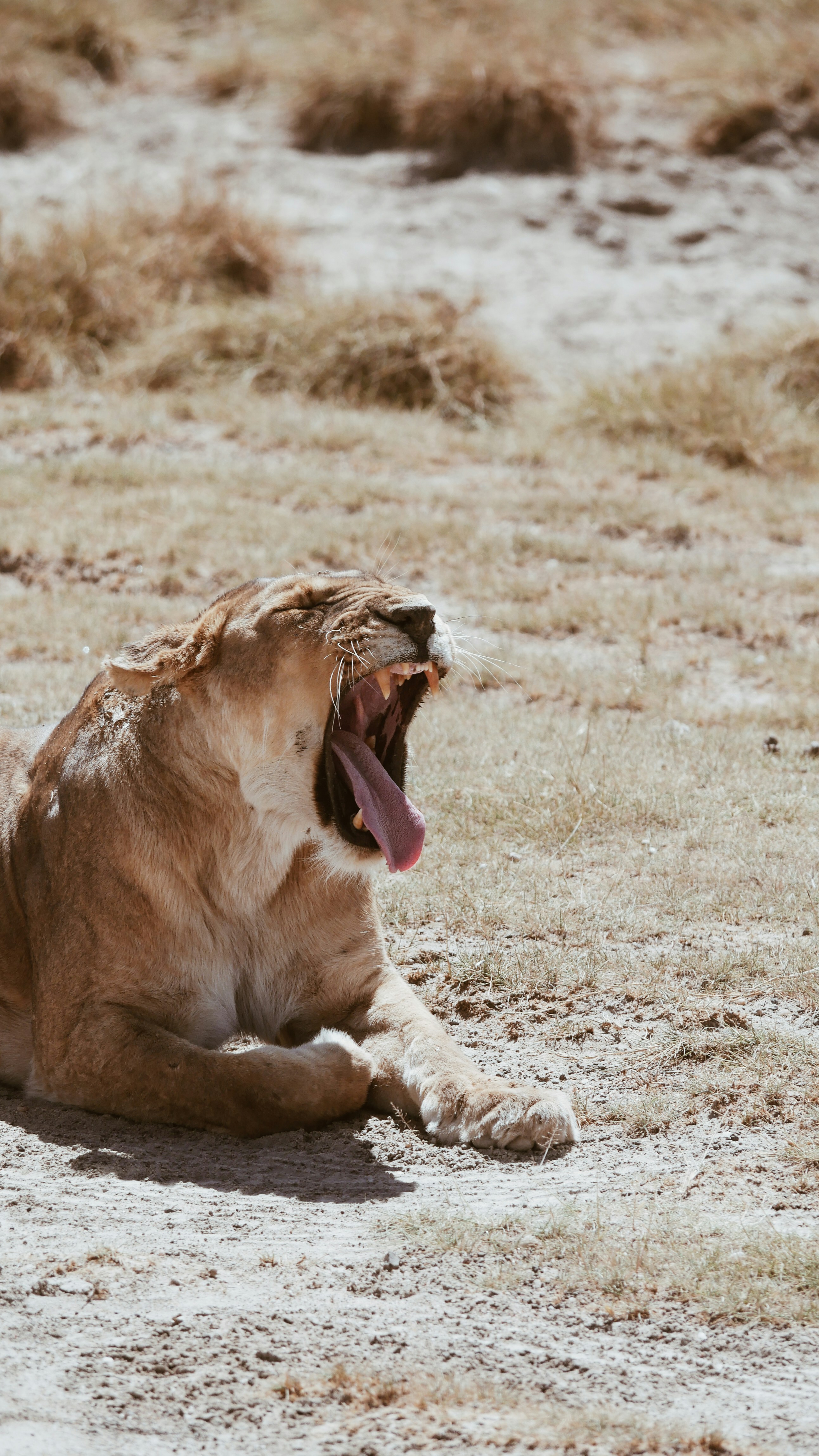 A lioness yawns while lounging on dusty savannah soil, with dry grasses in the background.