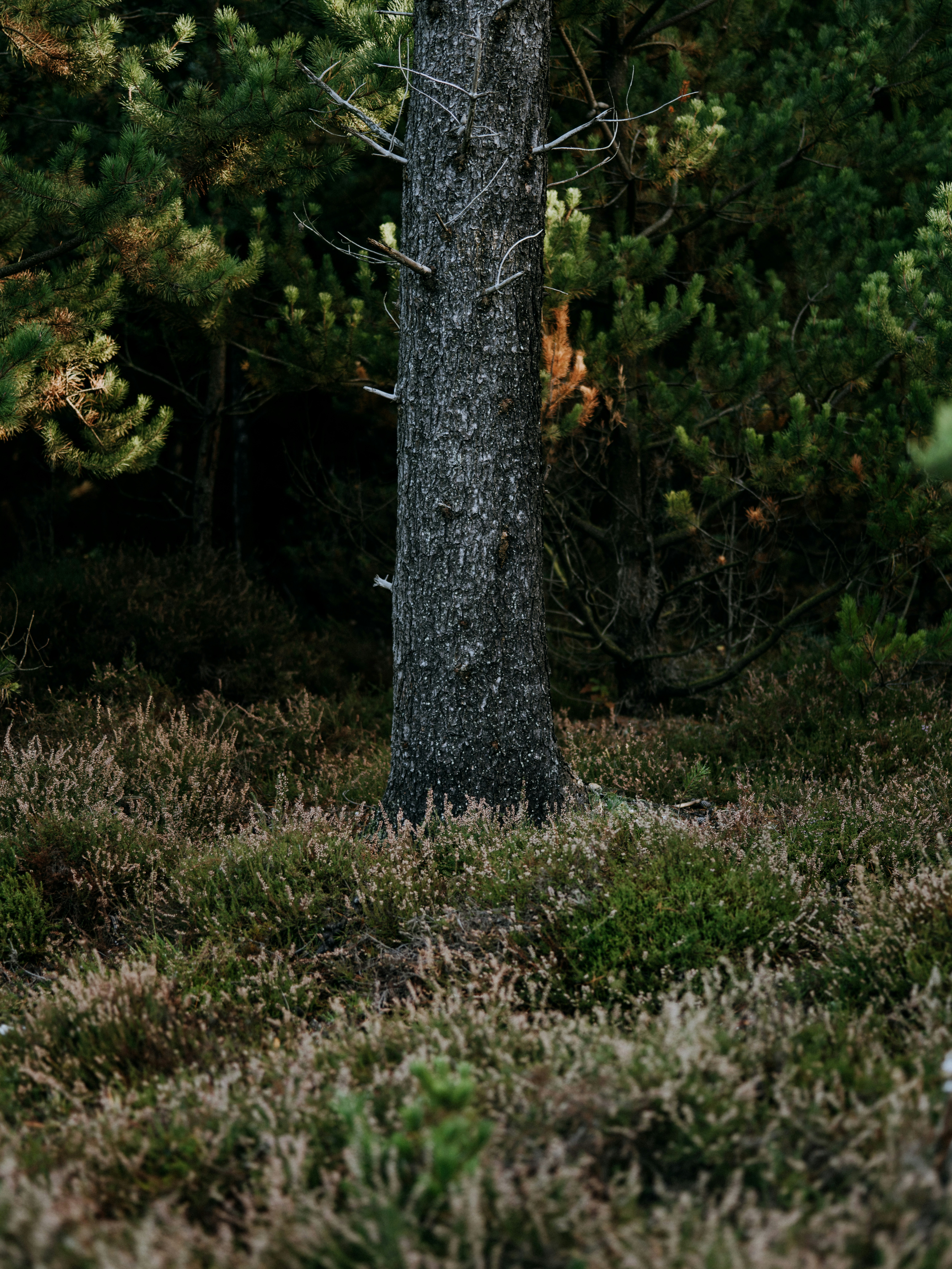 A solitary tree stands amidst a lush undergrowth, illuminated by soft light filtering through the foliage. The scene captures the serene essence of a tranquil woodland.