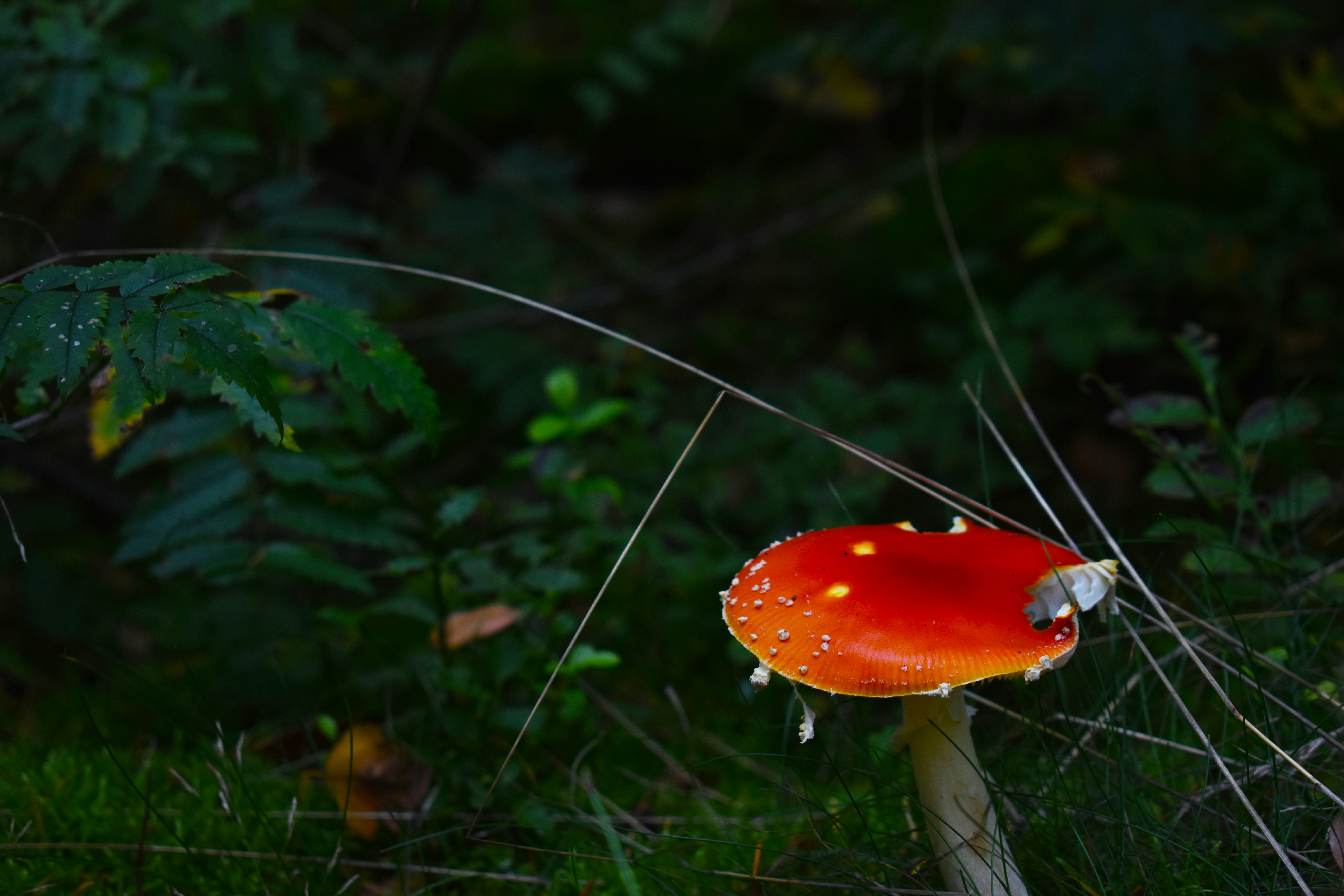 Yellow and red insect photo – Free Colours Image on Unsplash