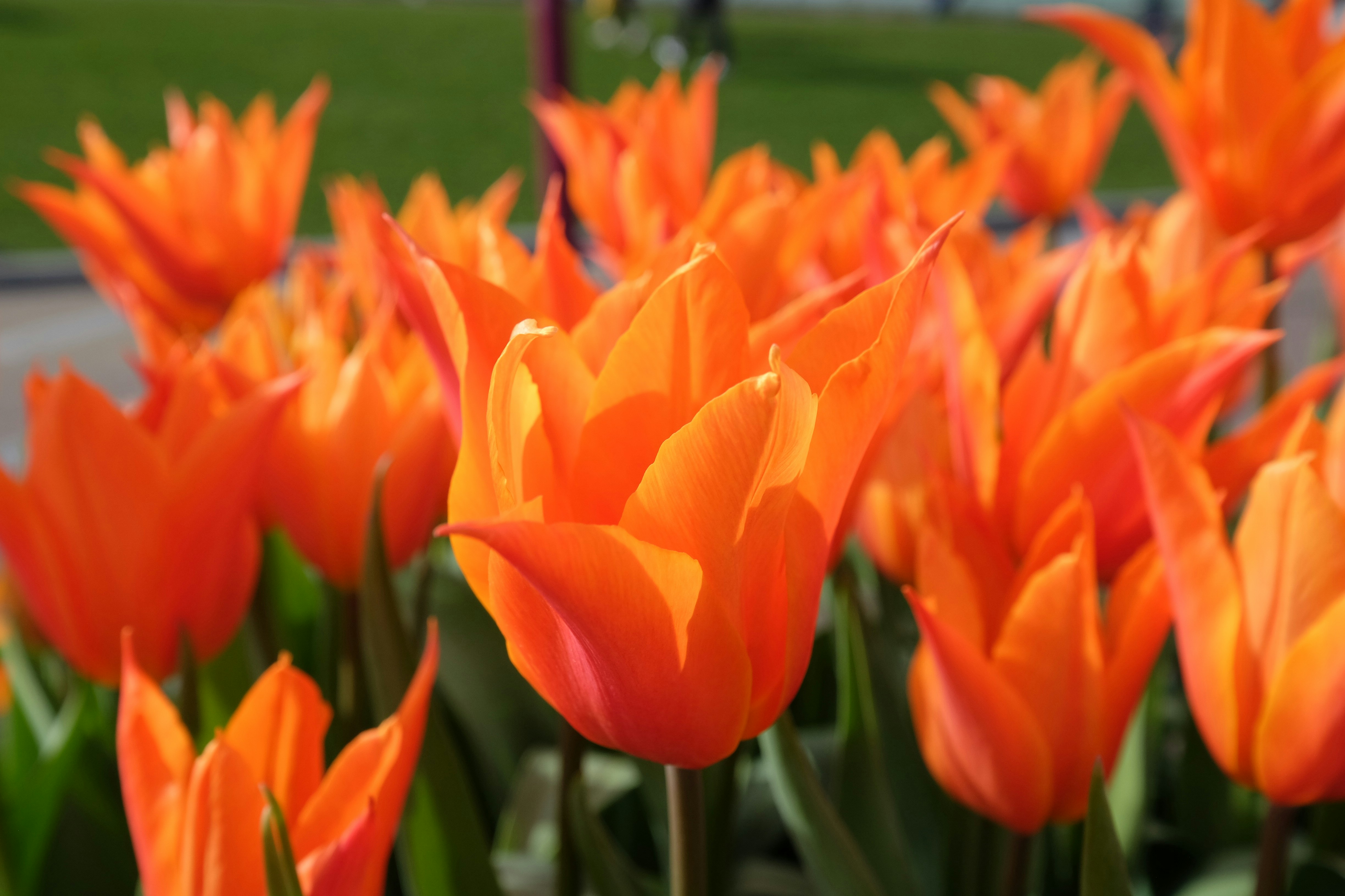A cluster of bright orange tulips stands out against a lush green backdrop, showcasing their delicate petals and vibrant colors.