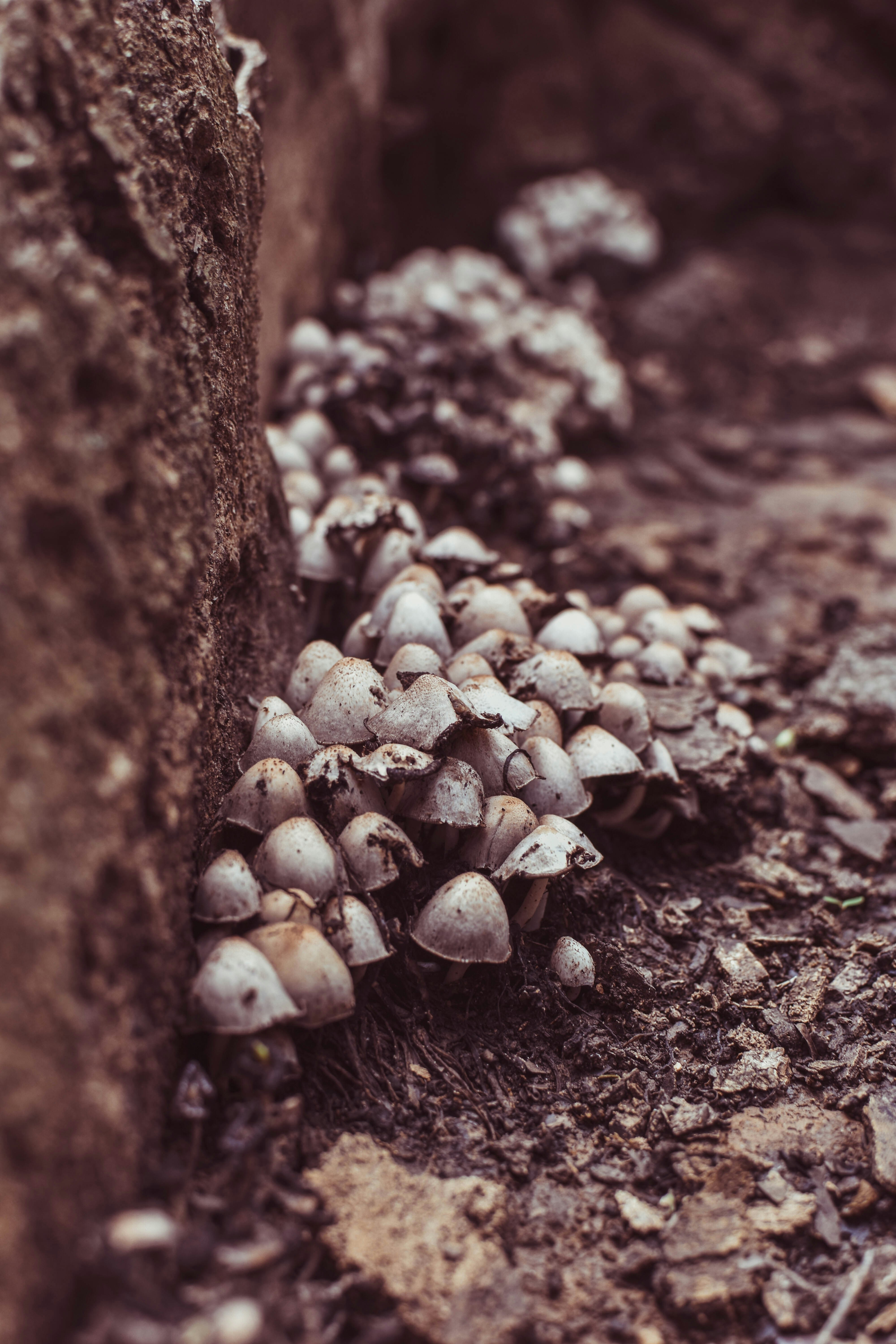 Mushroom Row Along a Muddy Wall