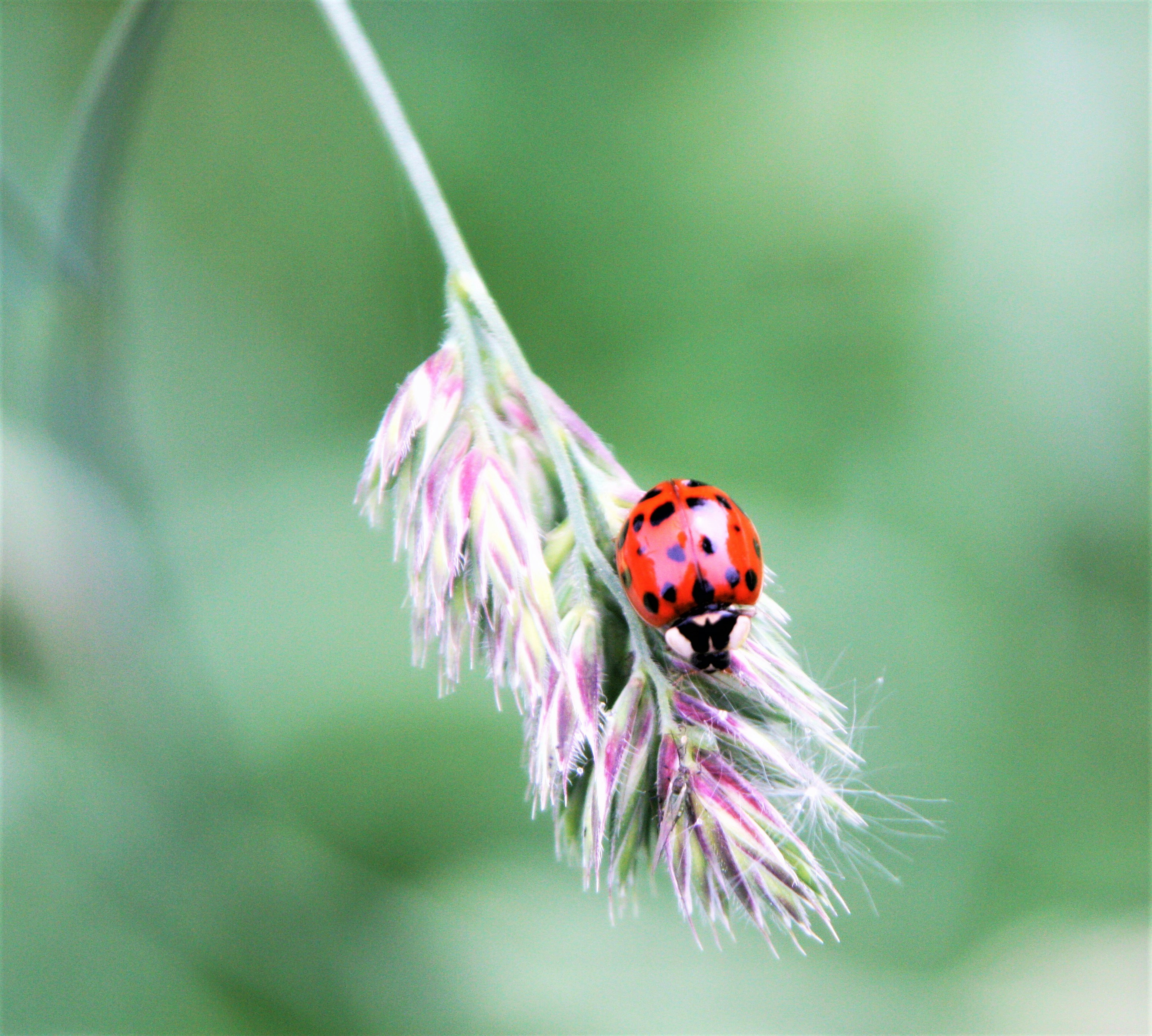 Ladybird Pictures | Download Free Images on Unsplash