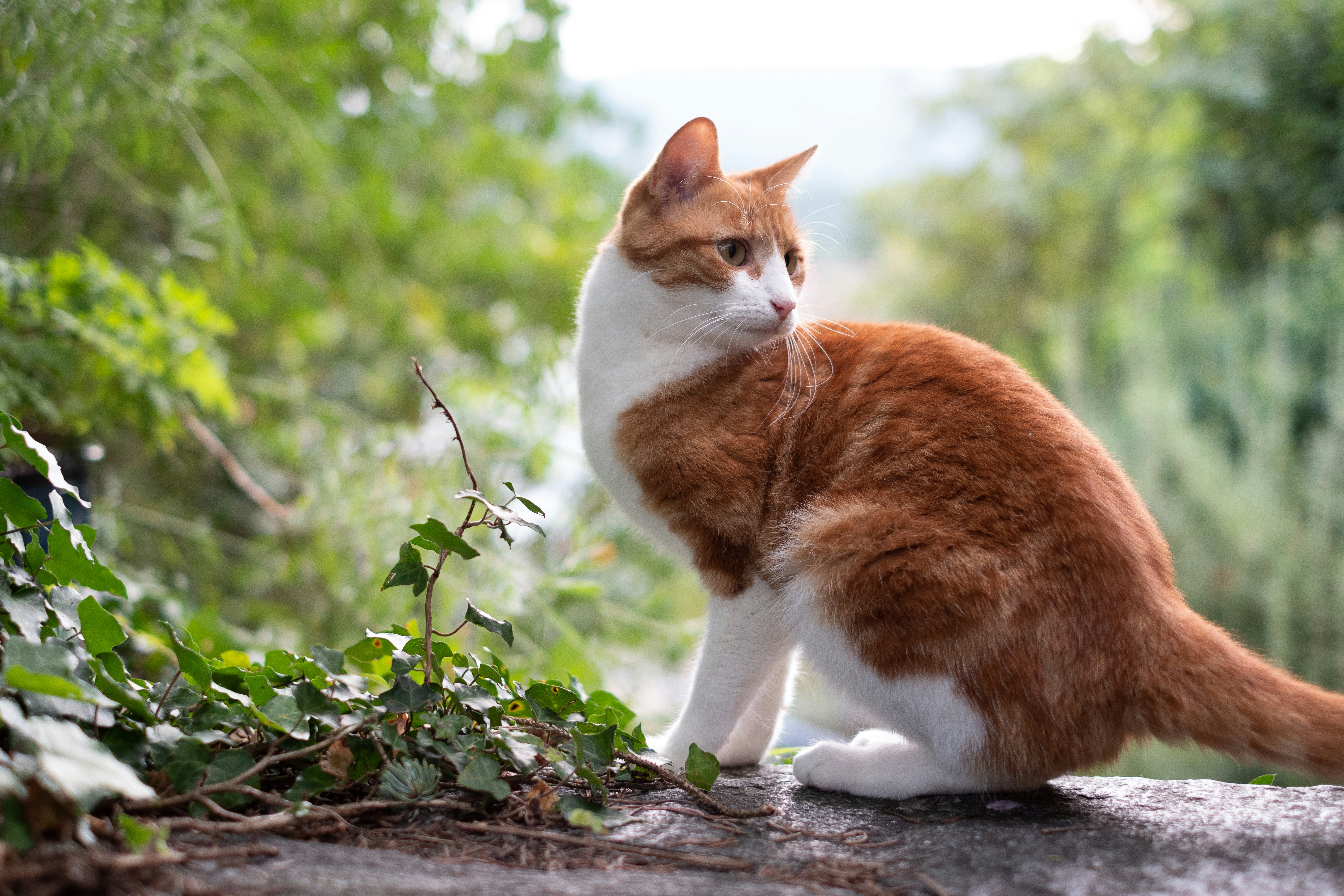 500+ Ginger Cat Pictures [HD] | Download Free Images on Unsplash