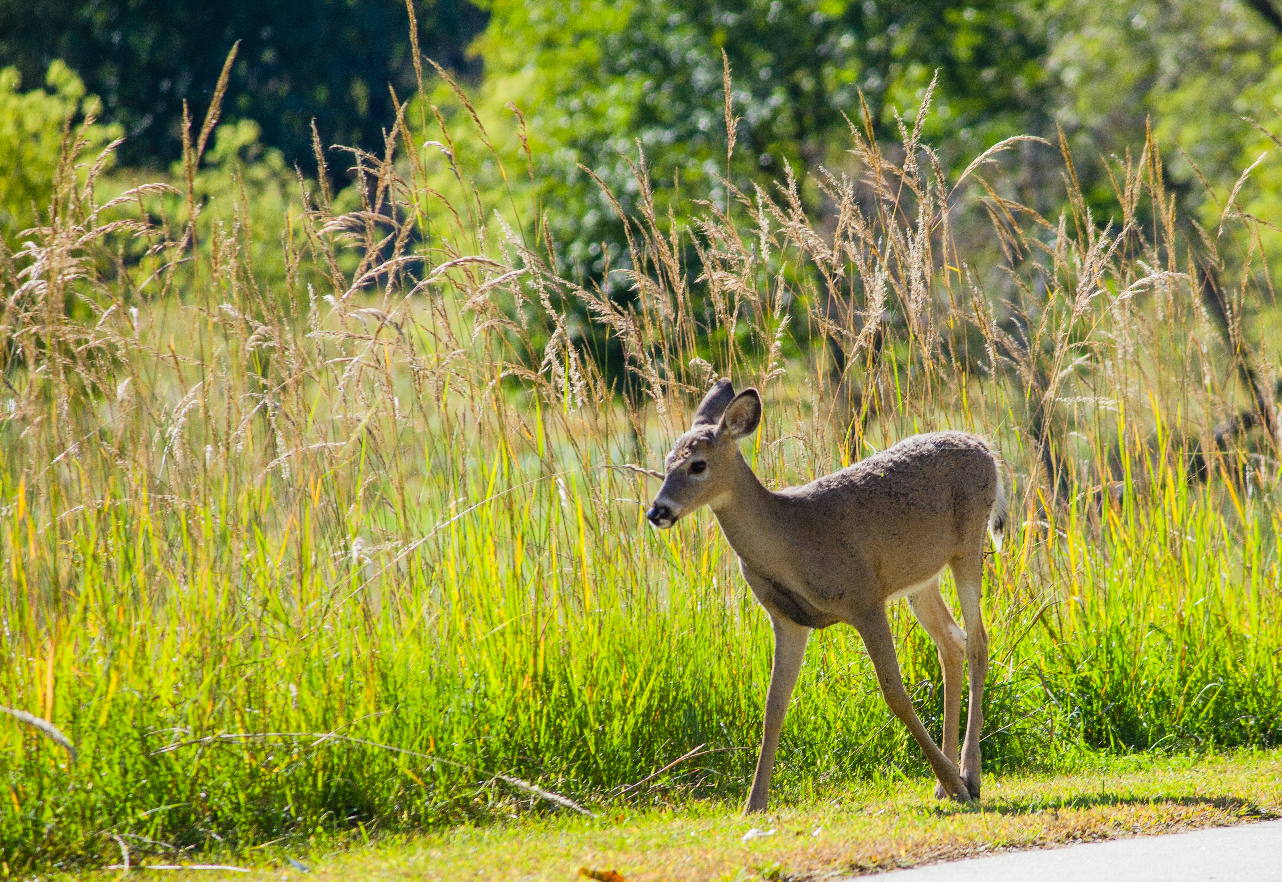 Young deer standing beside a sunlit path with tall grass swaying in the background.