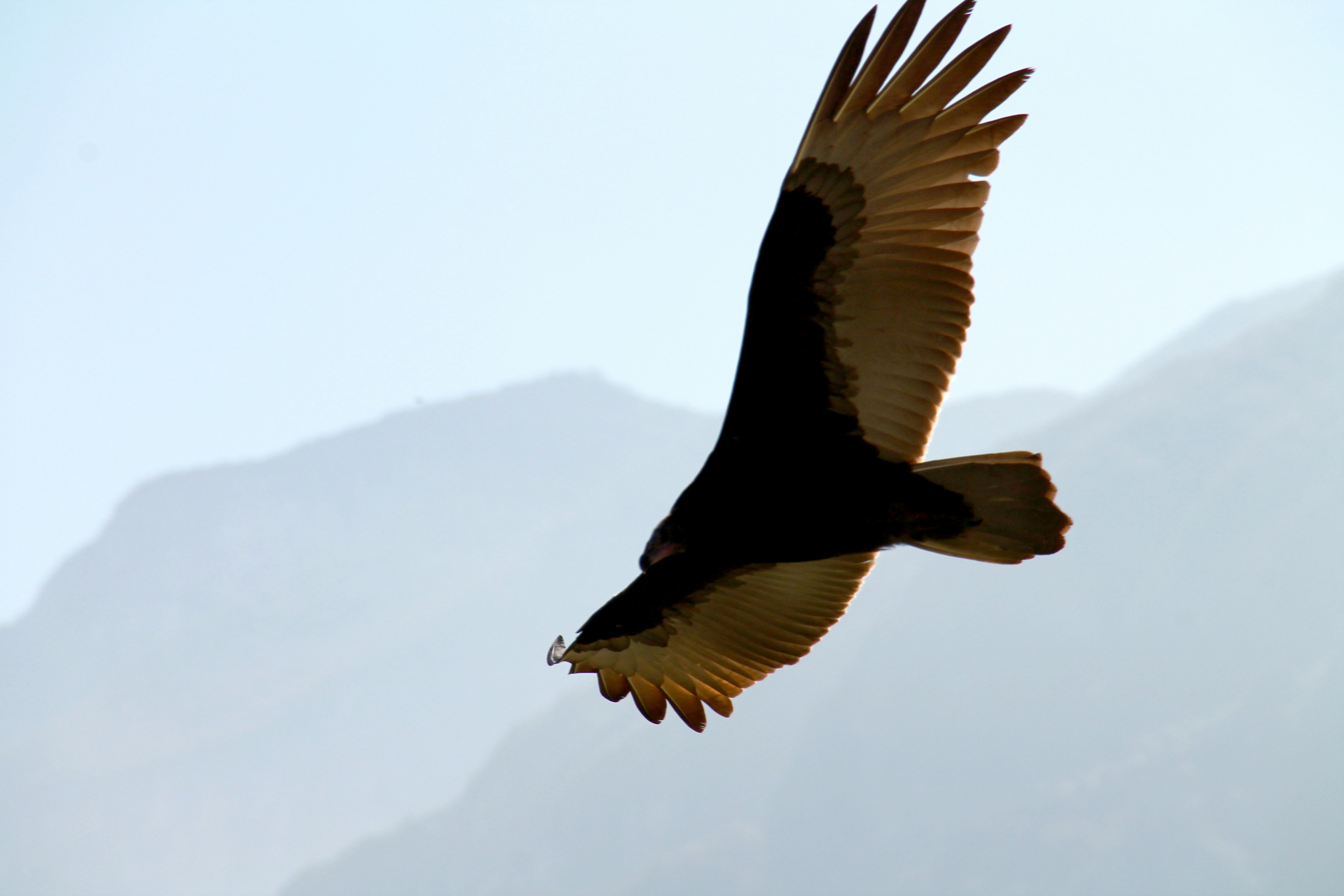 Silhouette of a bird gliding above mountainous terrain under a clear sky.