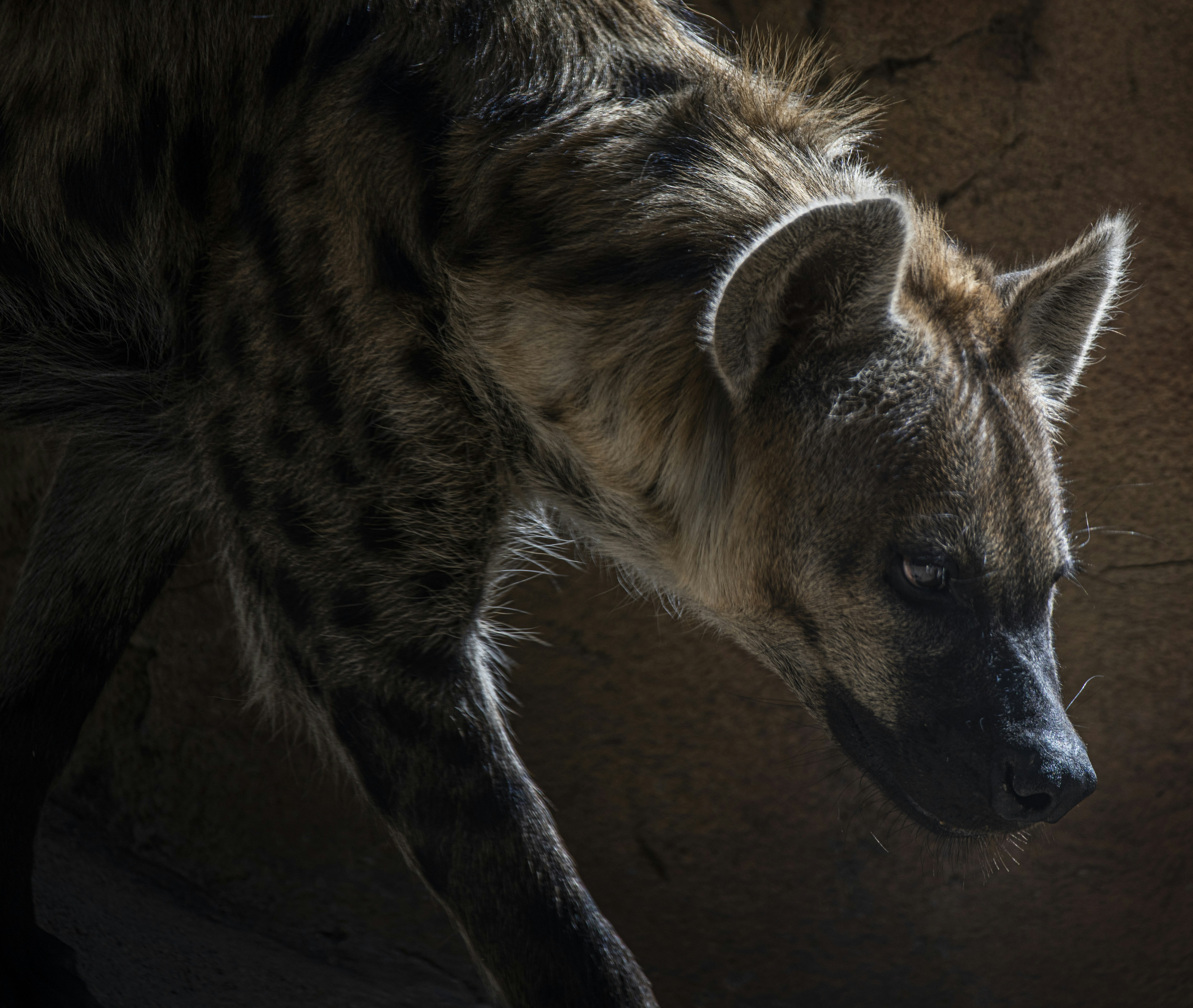 Hyena Animal Wallpaper