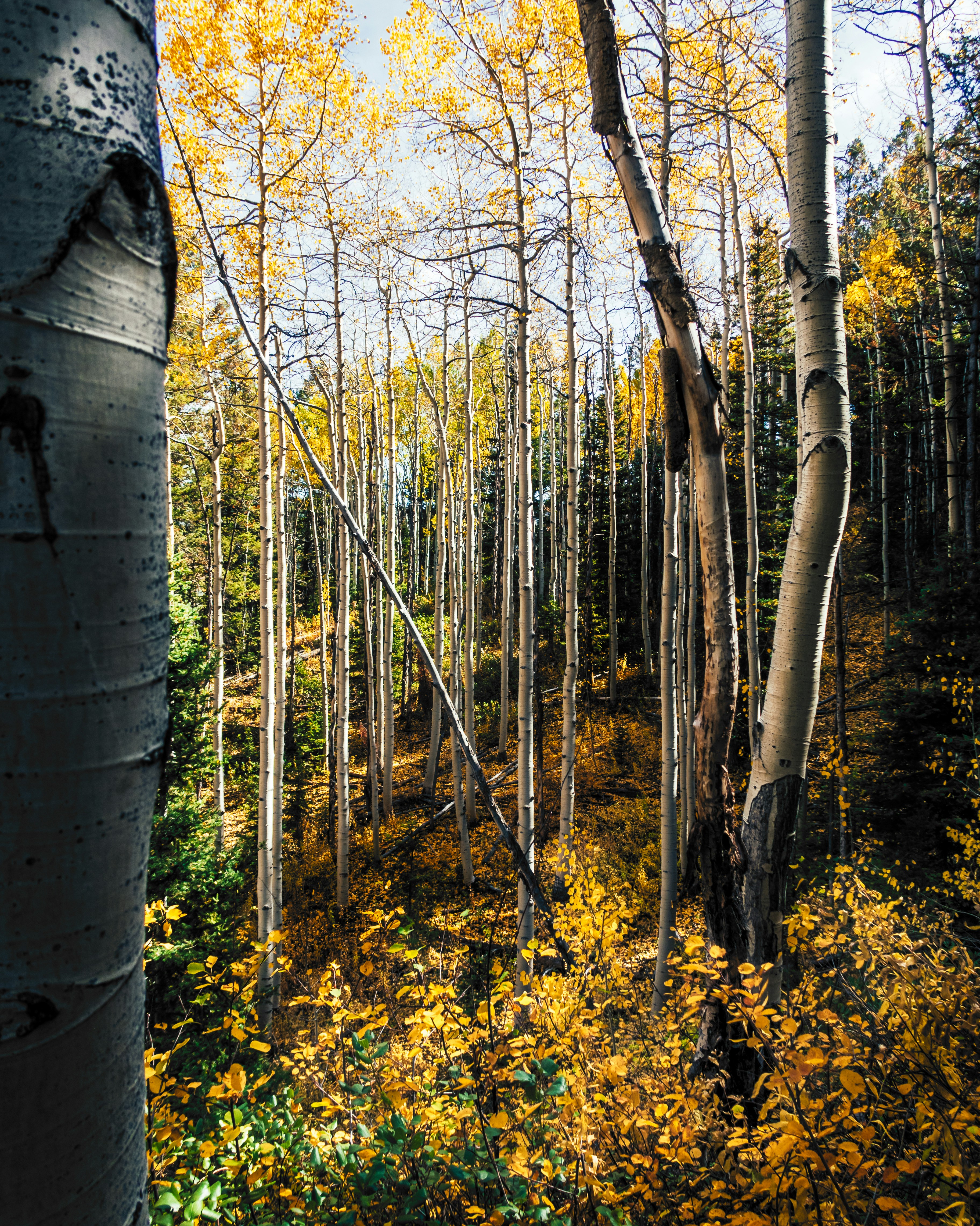 A forest filled with lots of tall trees photo – Free Fall Image on Unsplash