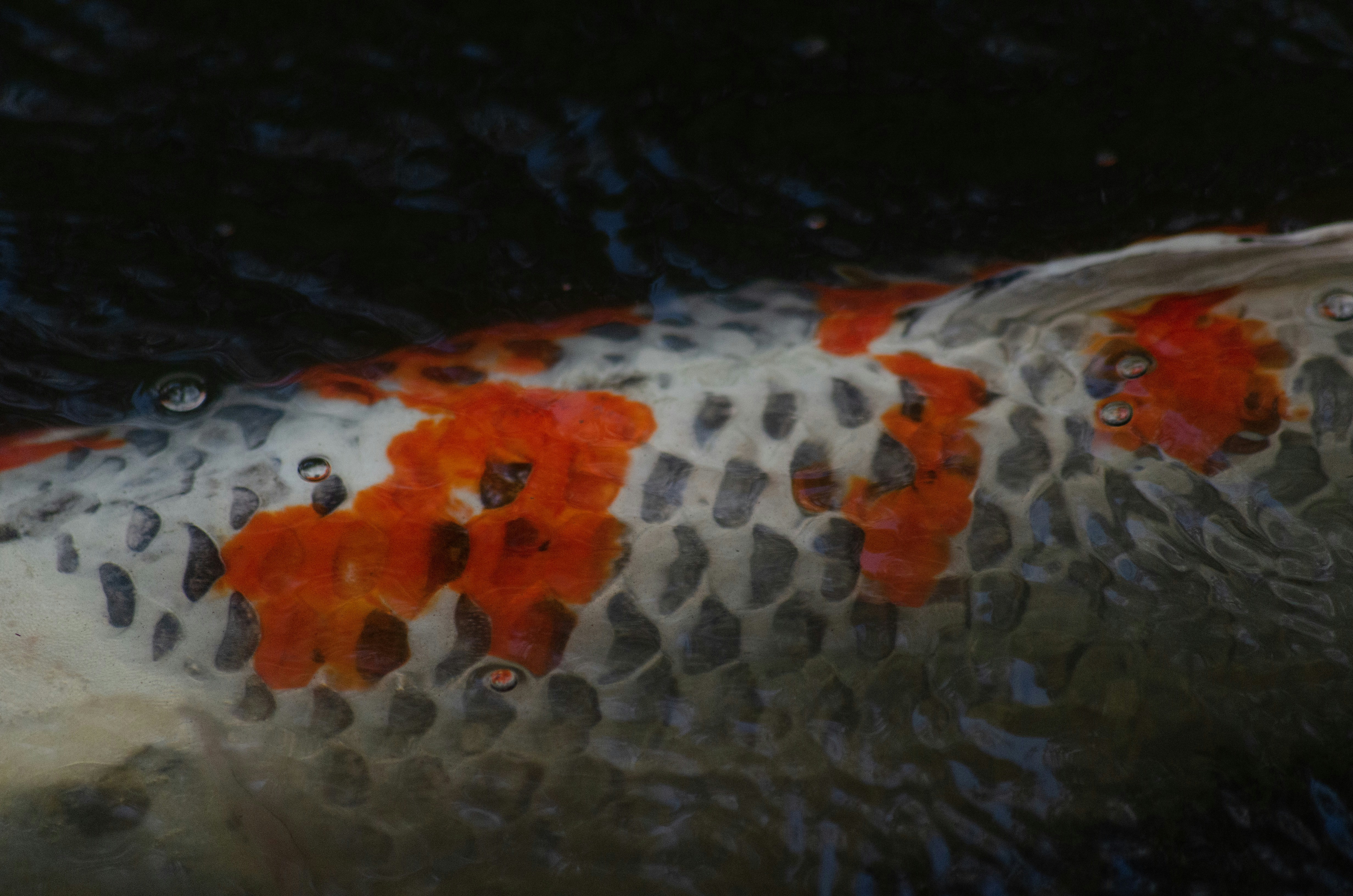 gray and orange fish in water
