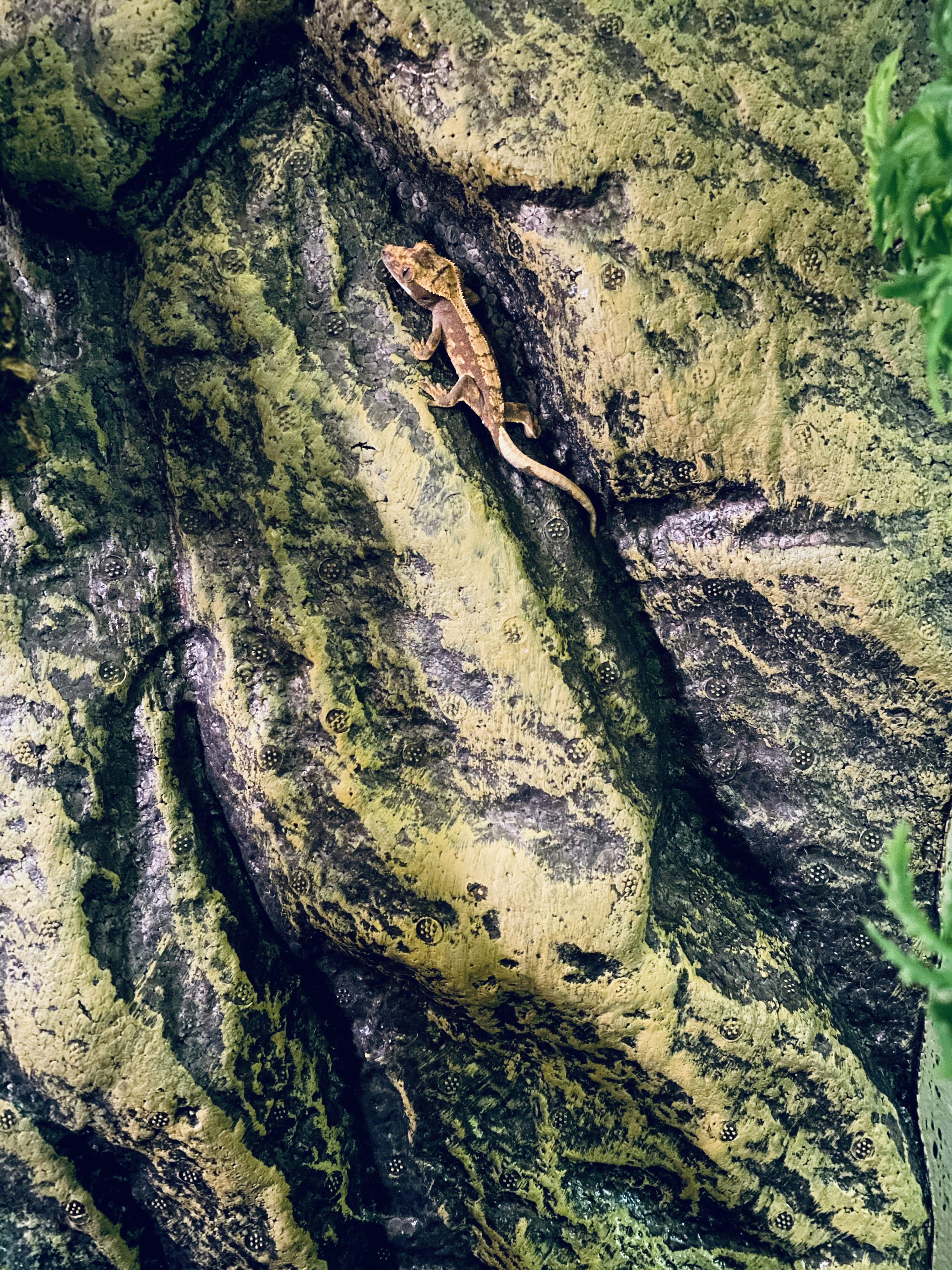 Amber Gecko Clinging to a Moss-Streaked Rock