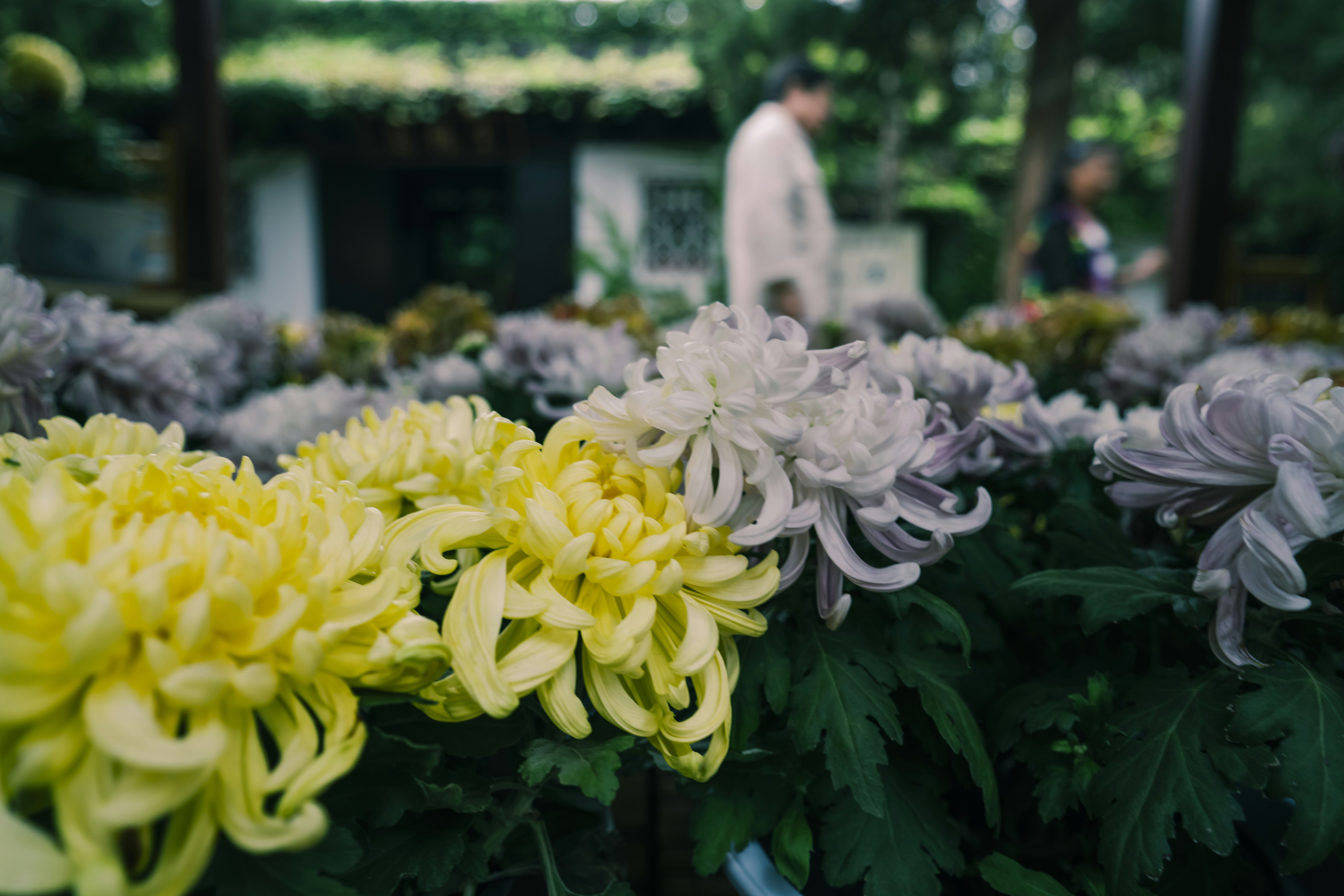 yellow and white petaled flowers