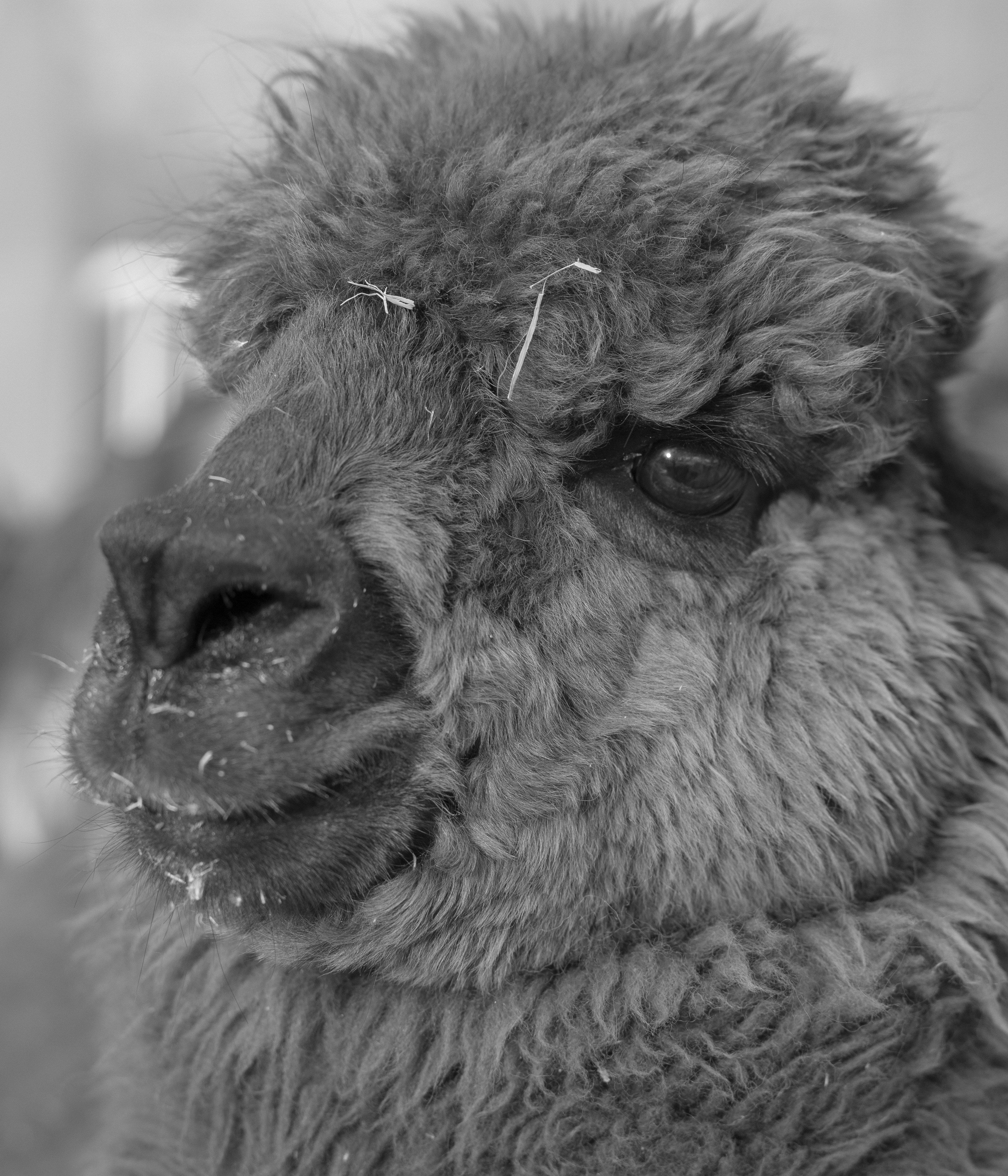 Gaze in Wool: Close-Up of an Alpaca's Quiet Expression