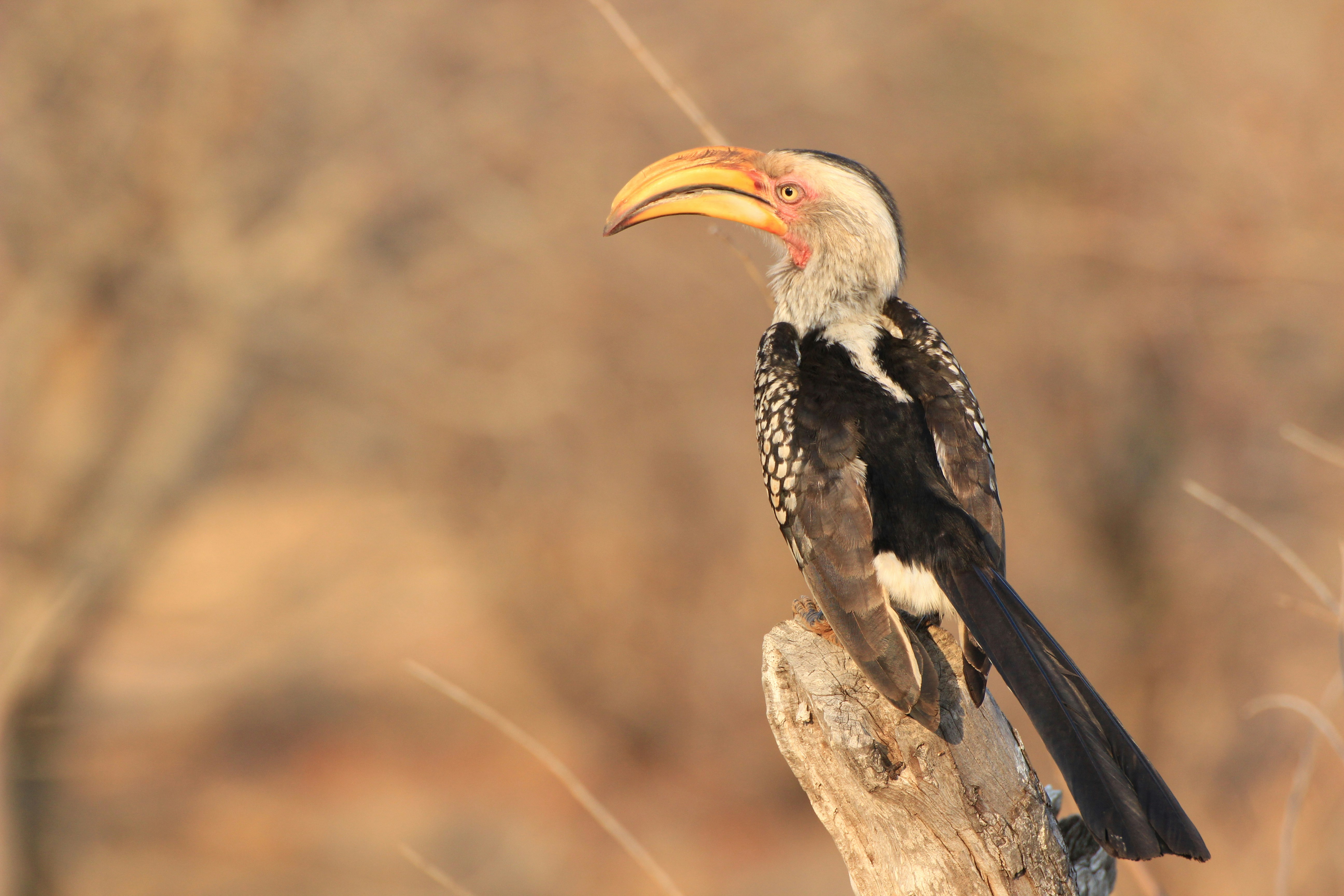 A hornbill perched on a weathered branch, showcasing its vibrant beak against a blurred natural backdrop. The scene captures the essence of wildlife in its habitat.