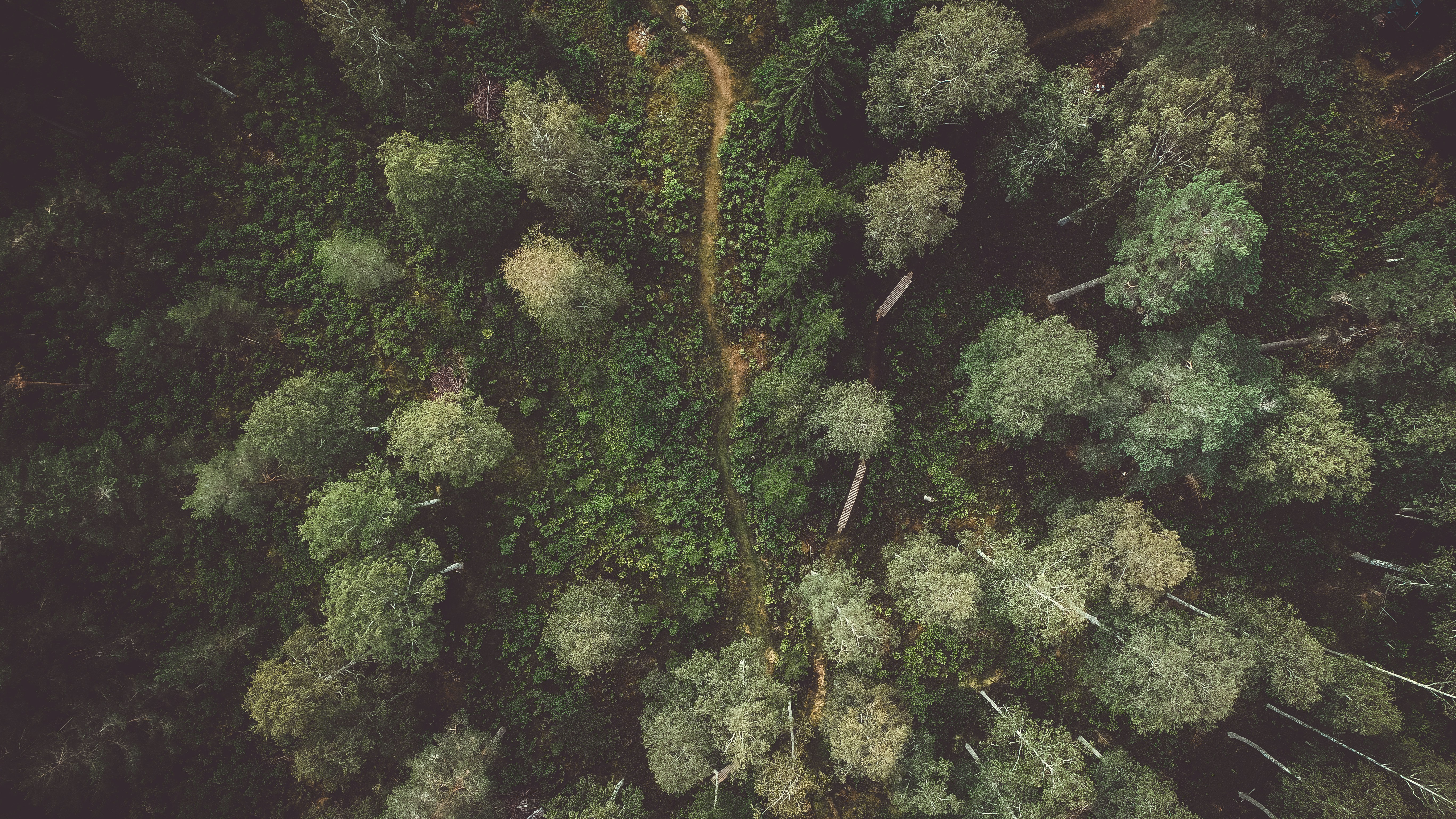 Forest during day photo – Free Forest Image on Unsplash