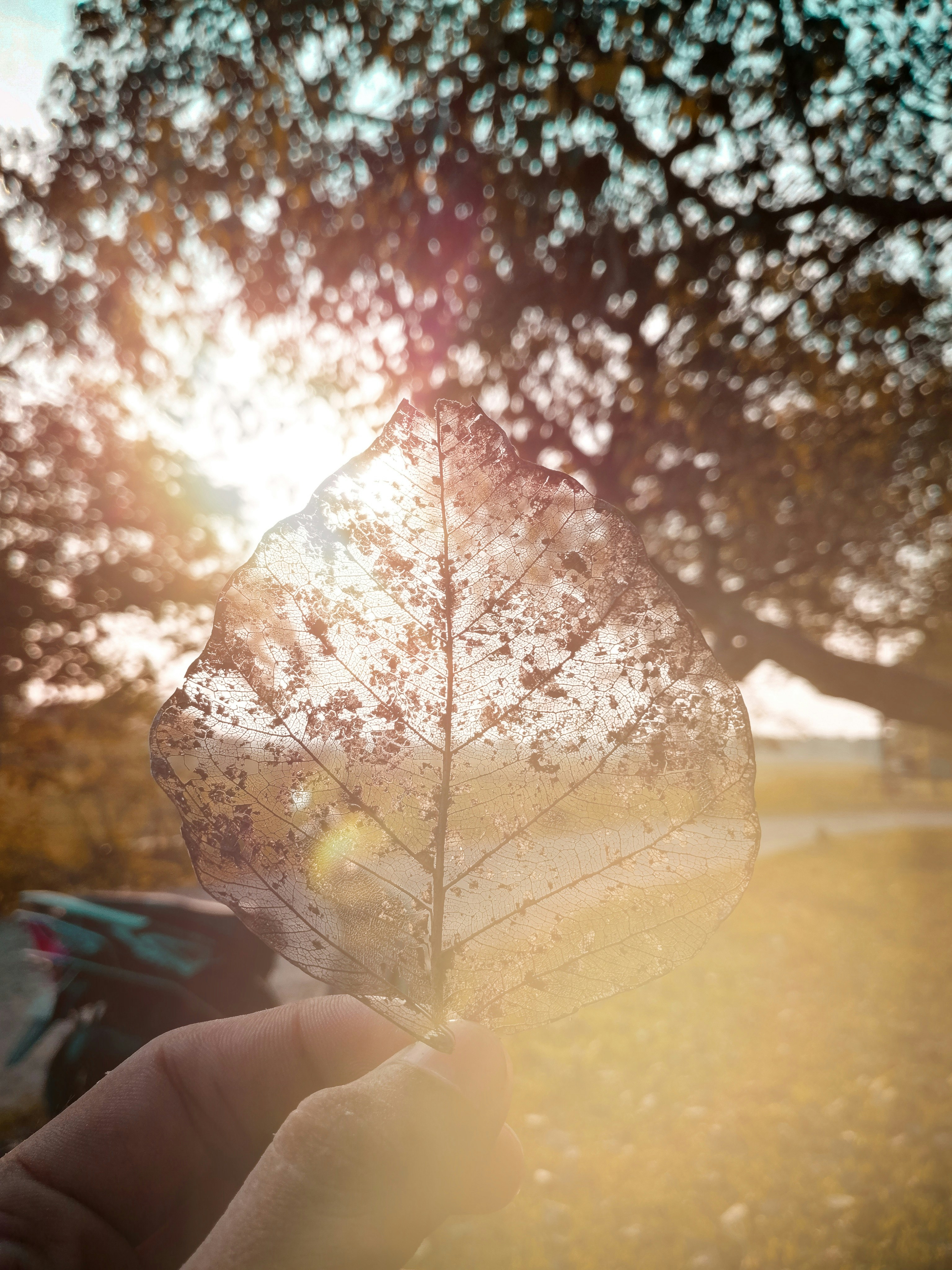 Sunlit Leaf Silhouette Framed by Autumn Backlight