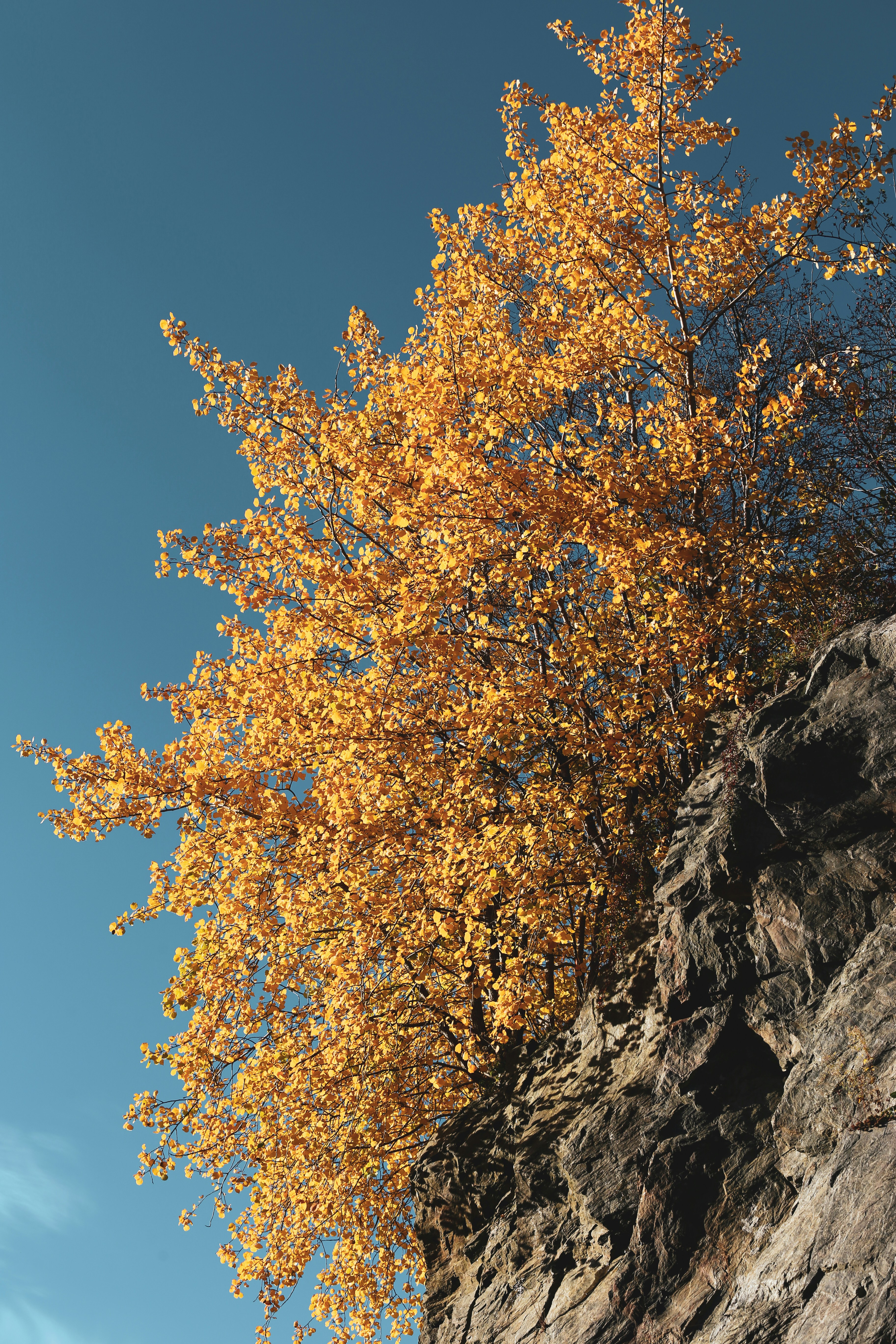 yellow sakura tree