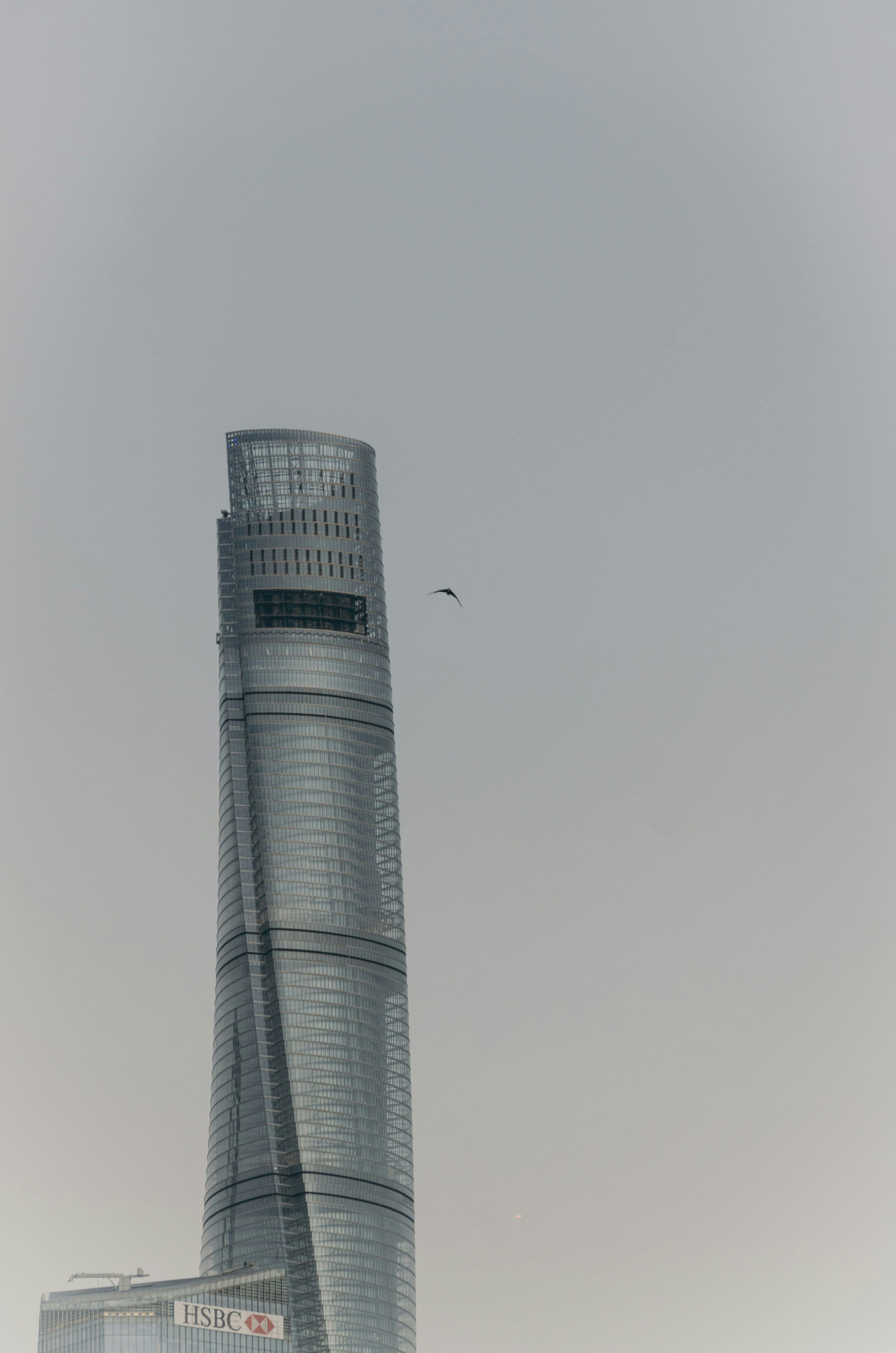 Wingbeat Above the Glass Spine: A Bird Traces Shanghai Tower's Silvery Curve
