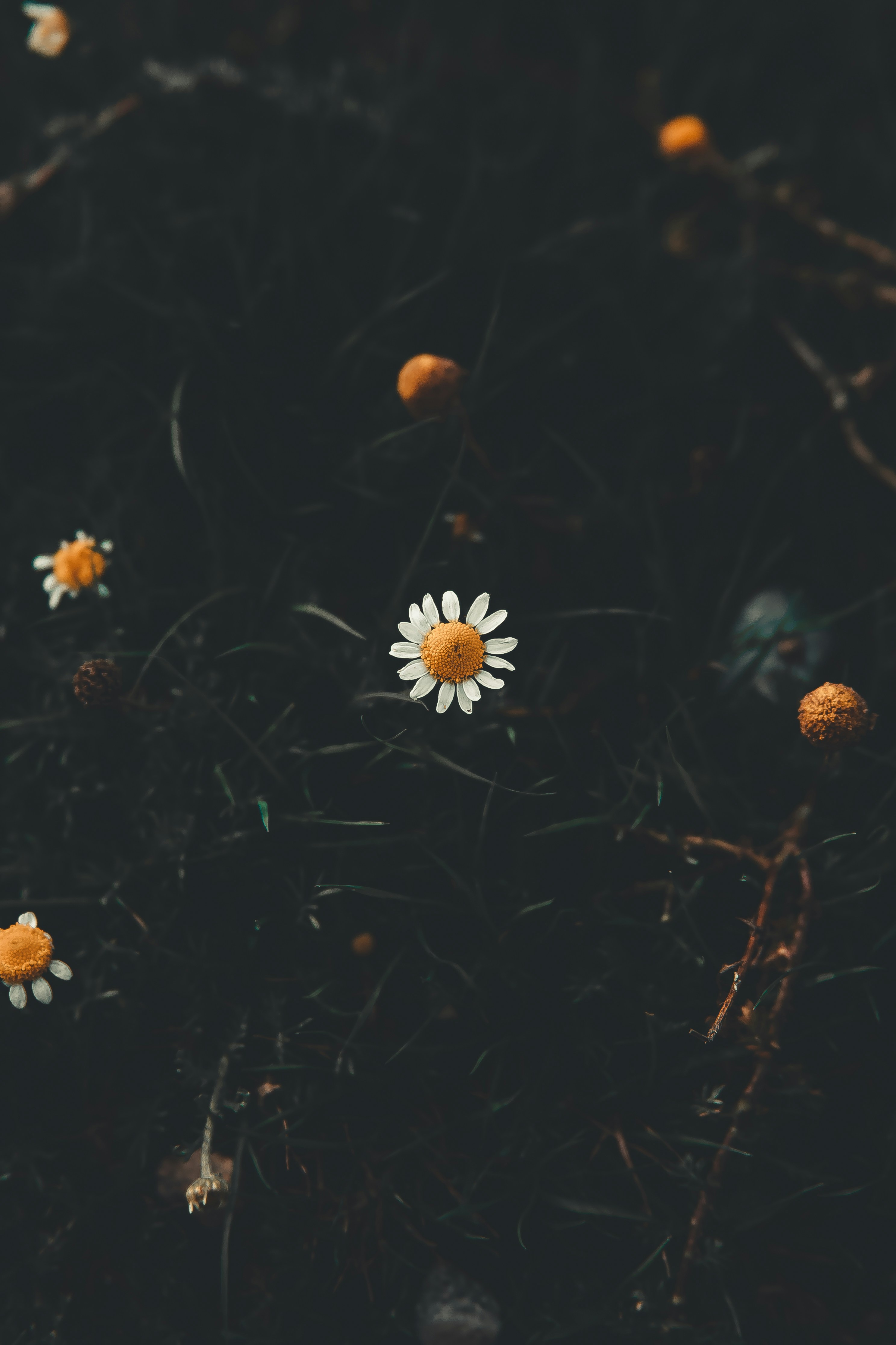 The lonely beauty