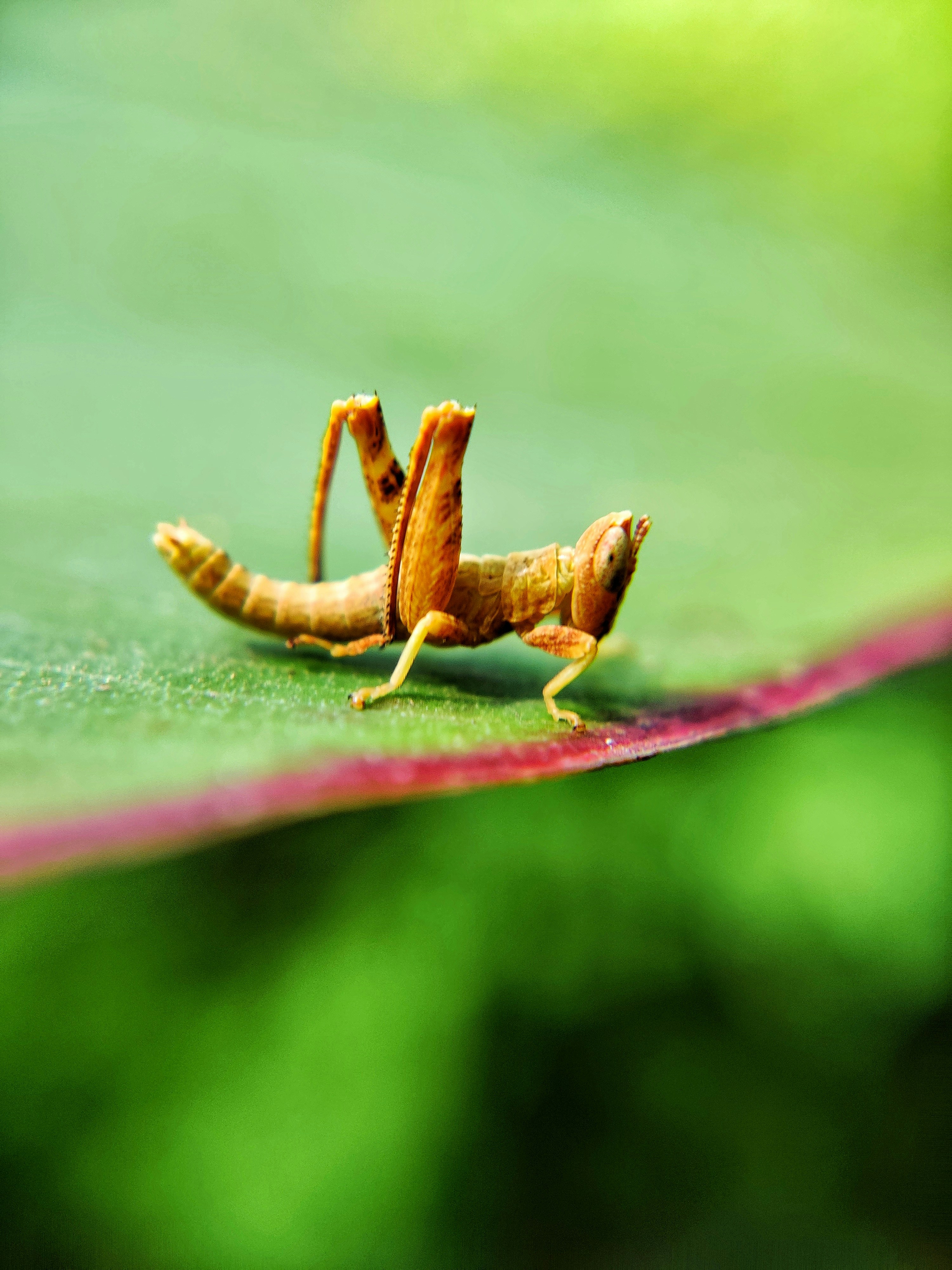 Macro photograph of a tiny brown mantis perched on a leaf with a soft green background.