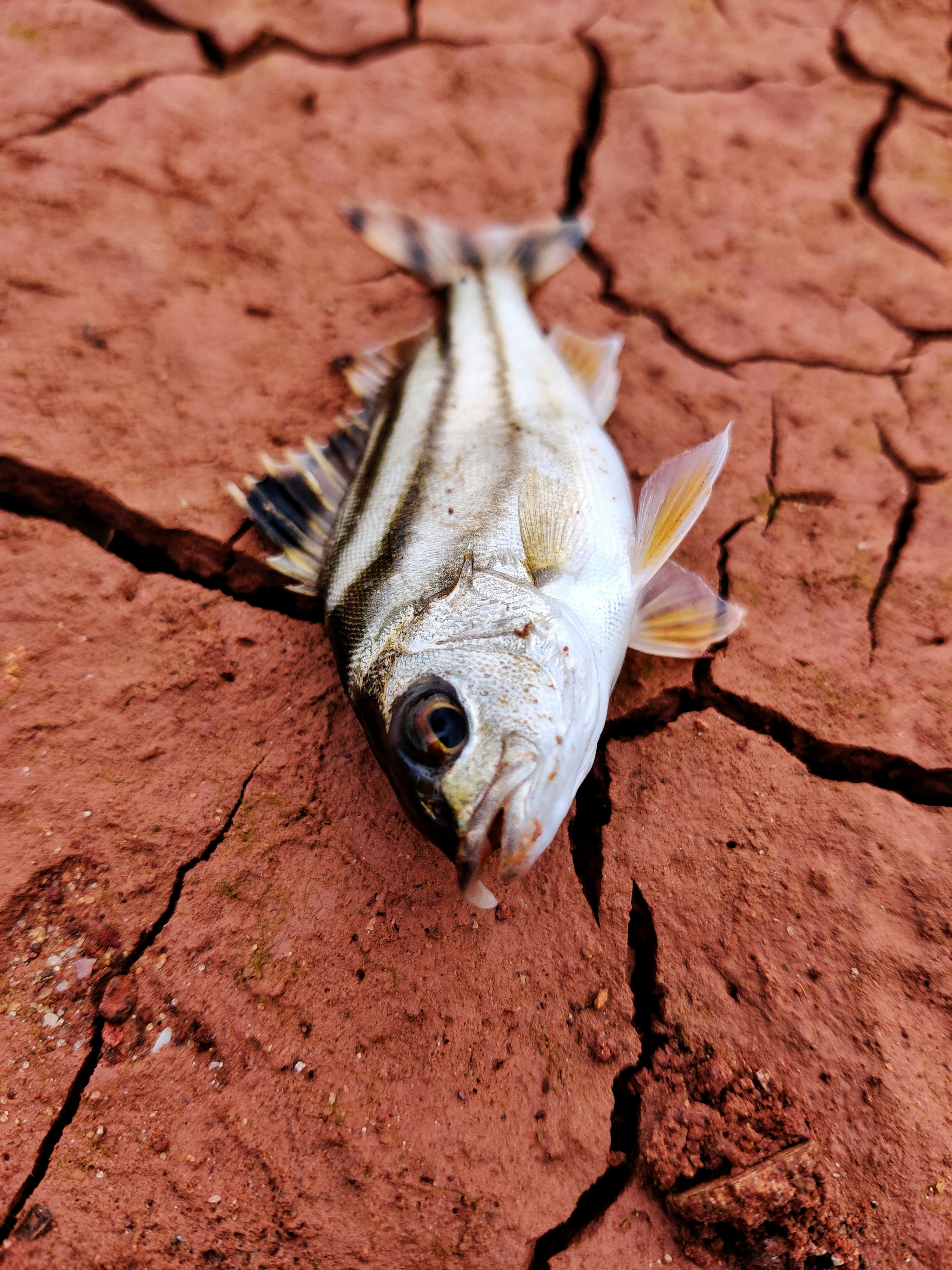 Many men go fishing all of their lives without knowing that it is not fish they are after.
🗣️Henry David Thoreau