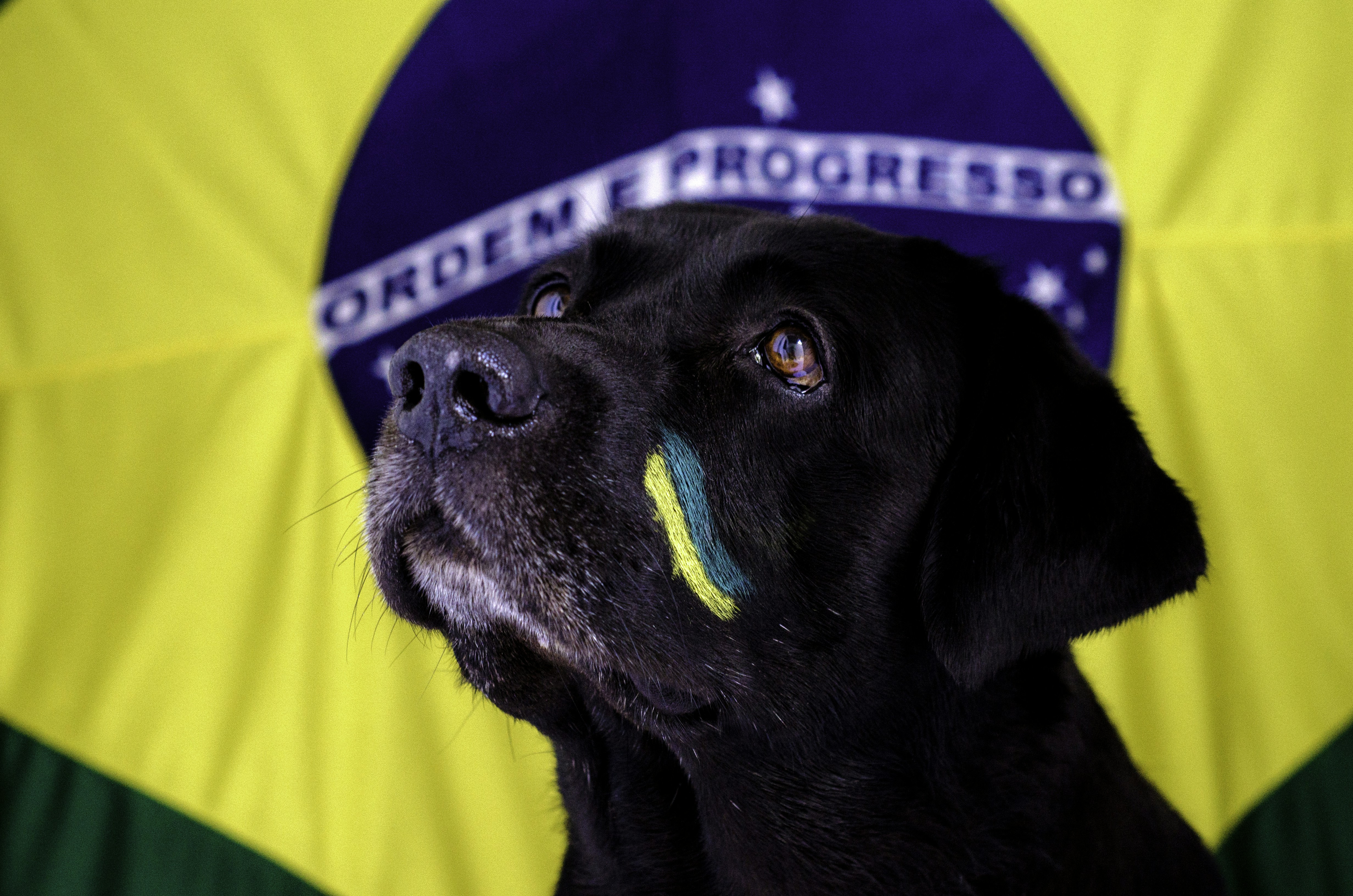 Drapeau du Brésil derrière un chien photo – Image gratuite de Animal ...