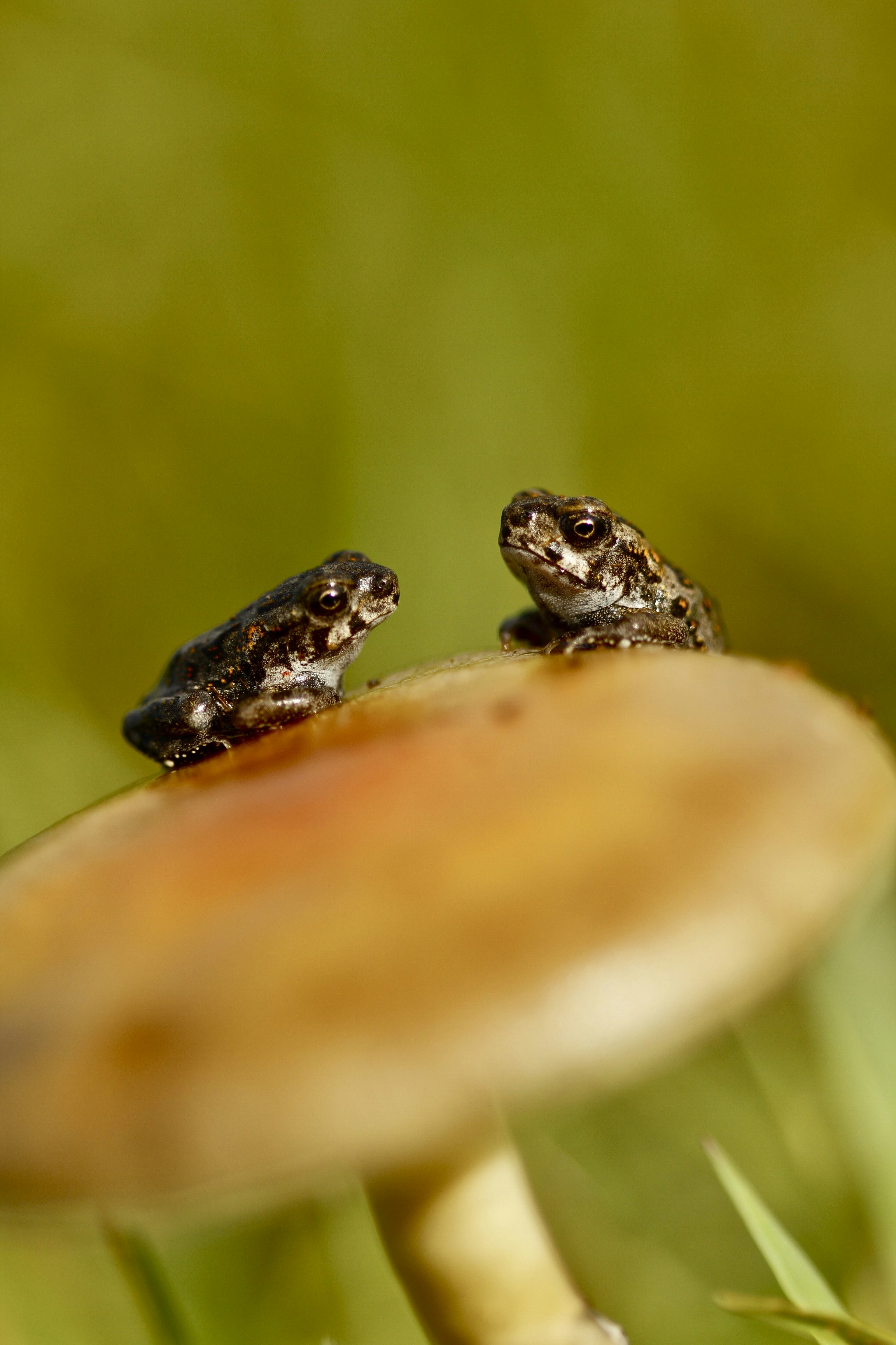 To Baby frogs in the morning light 