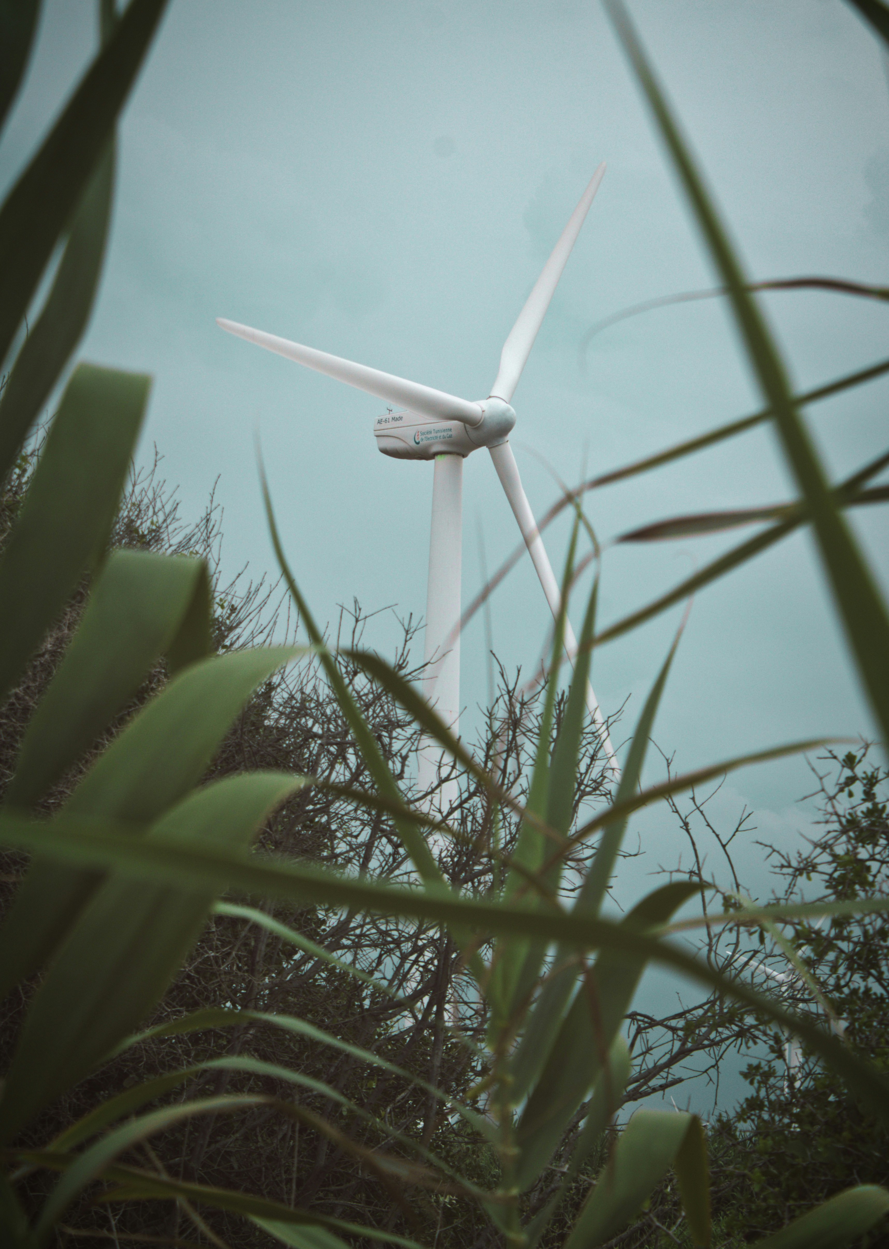 Wind Turbine Peering Through a Curtain of Reeds
