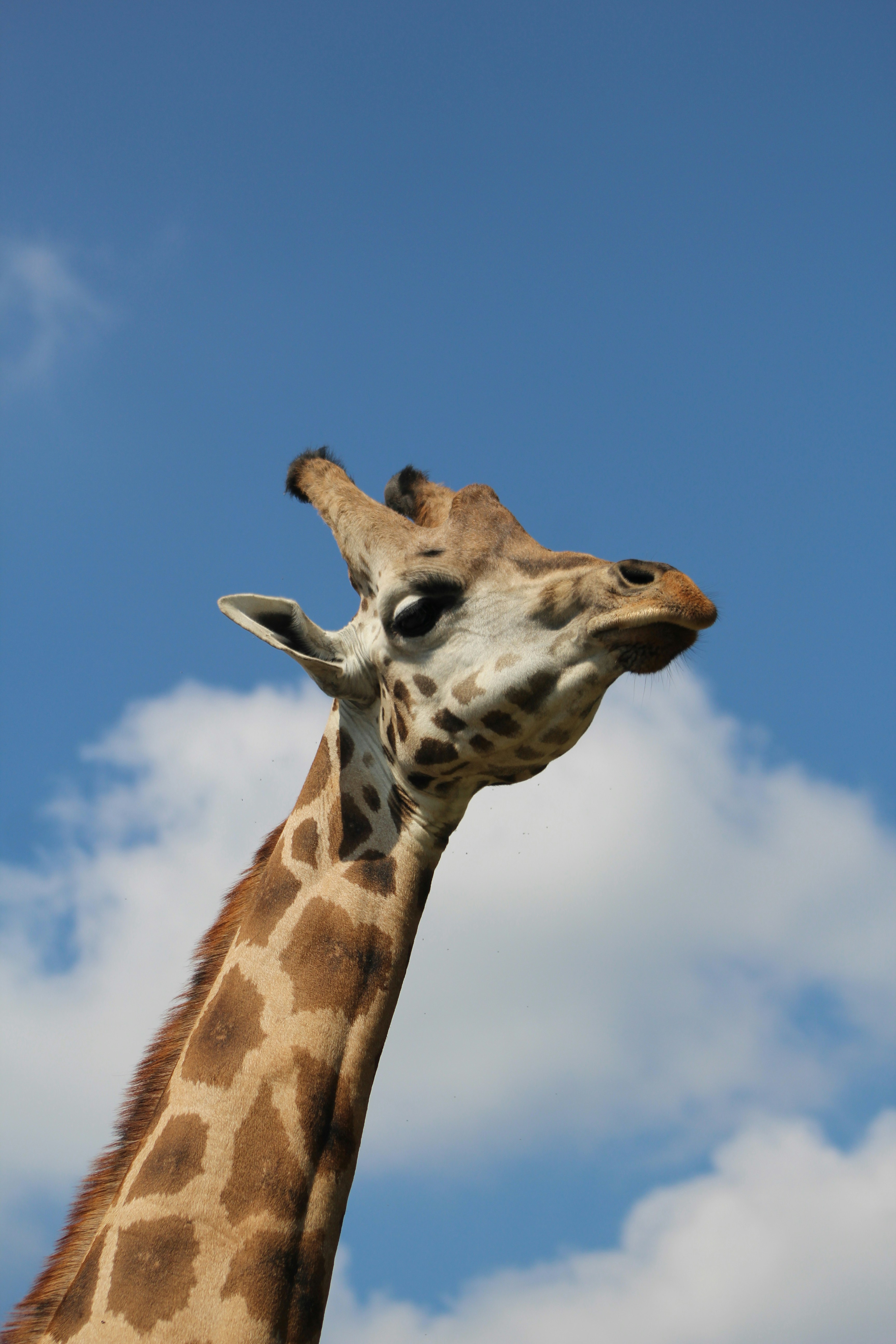 Giraffe animal photo – Free Wildlife Image on Unsplash