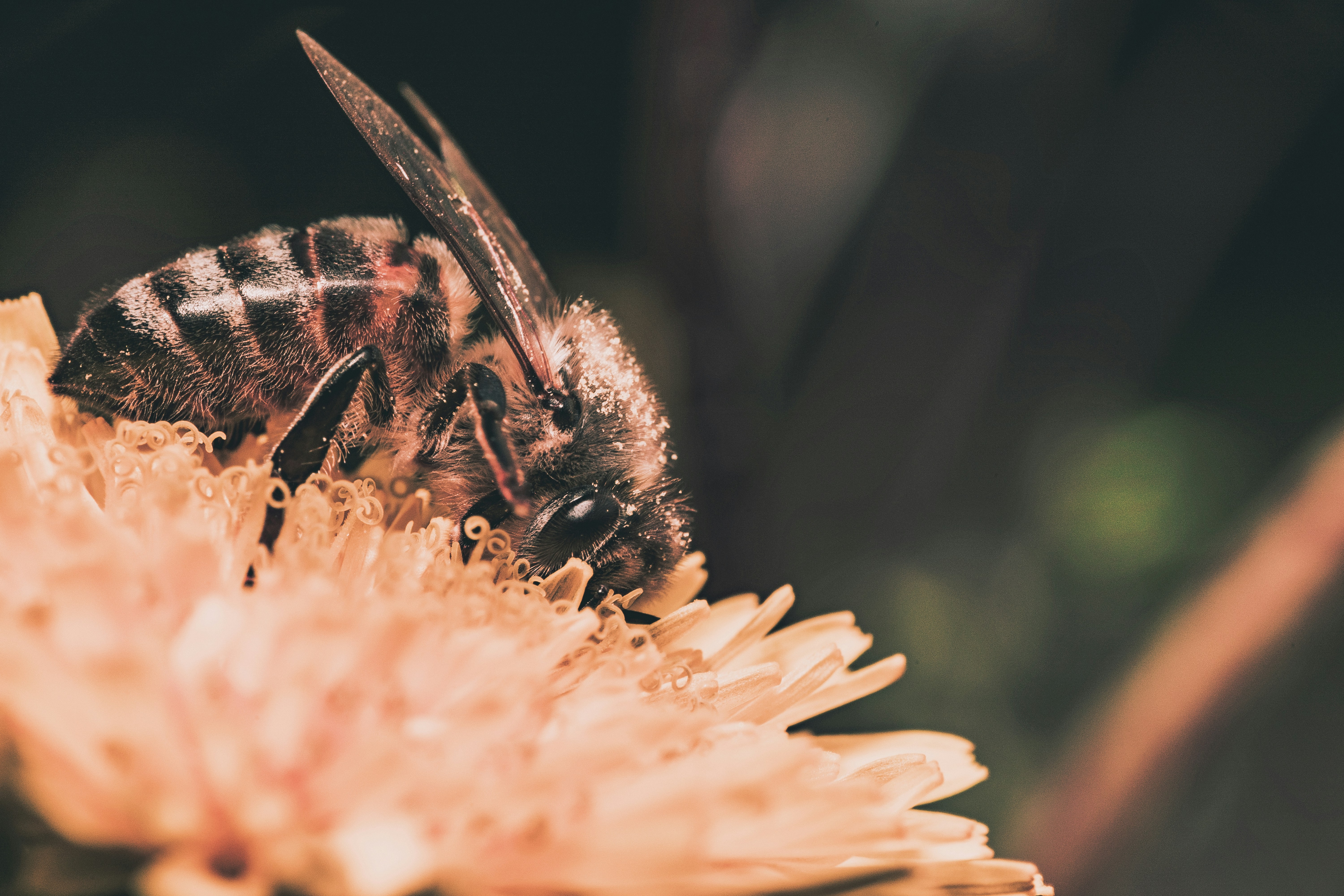 Honeybee meticulously gathering pollen from a delicate flower, showcasing the intricate details of its body and the soft textures of the petals.