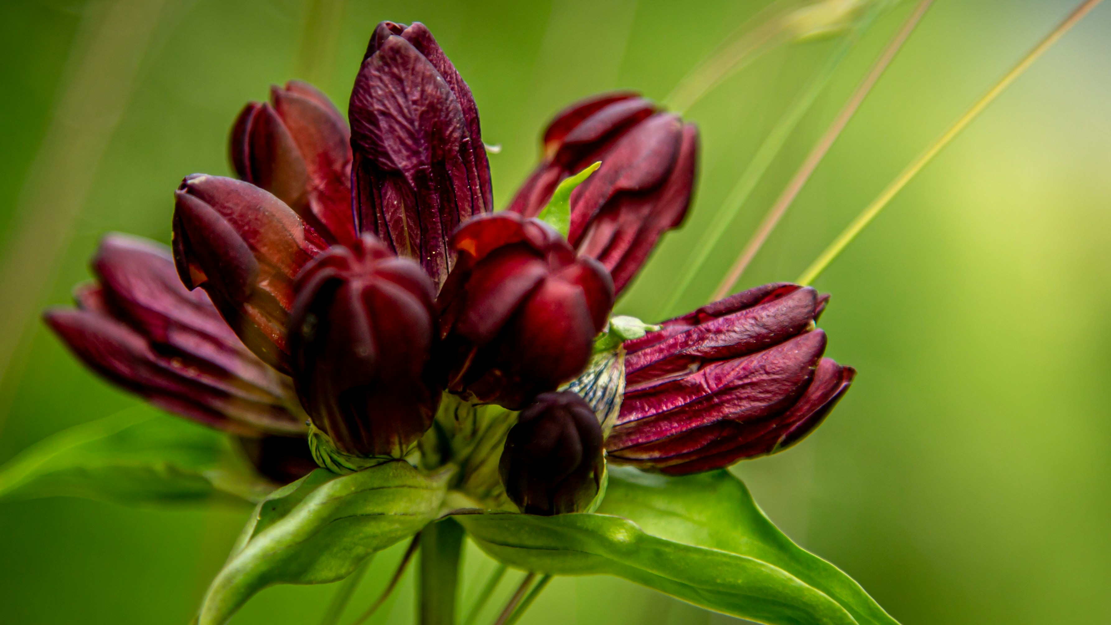 Crimson Velvet Bud Crown Against a Lush Green Backdrop