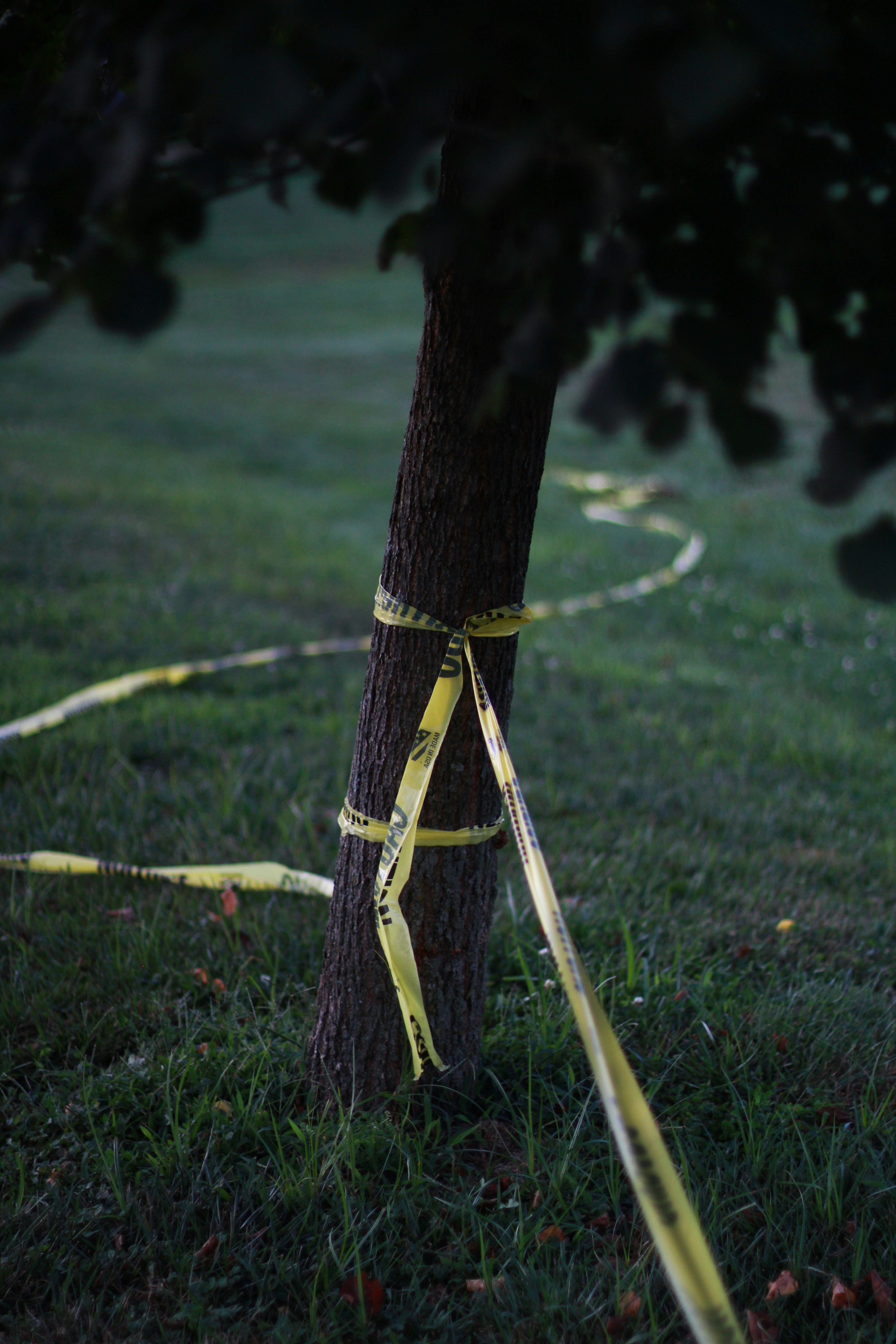 A tree wrapped in yellow caution tape, marking boundaries in a grassy area. The scene evokes a sense of mystery and alertness.