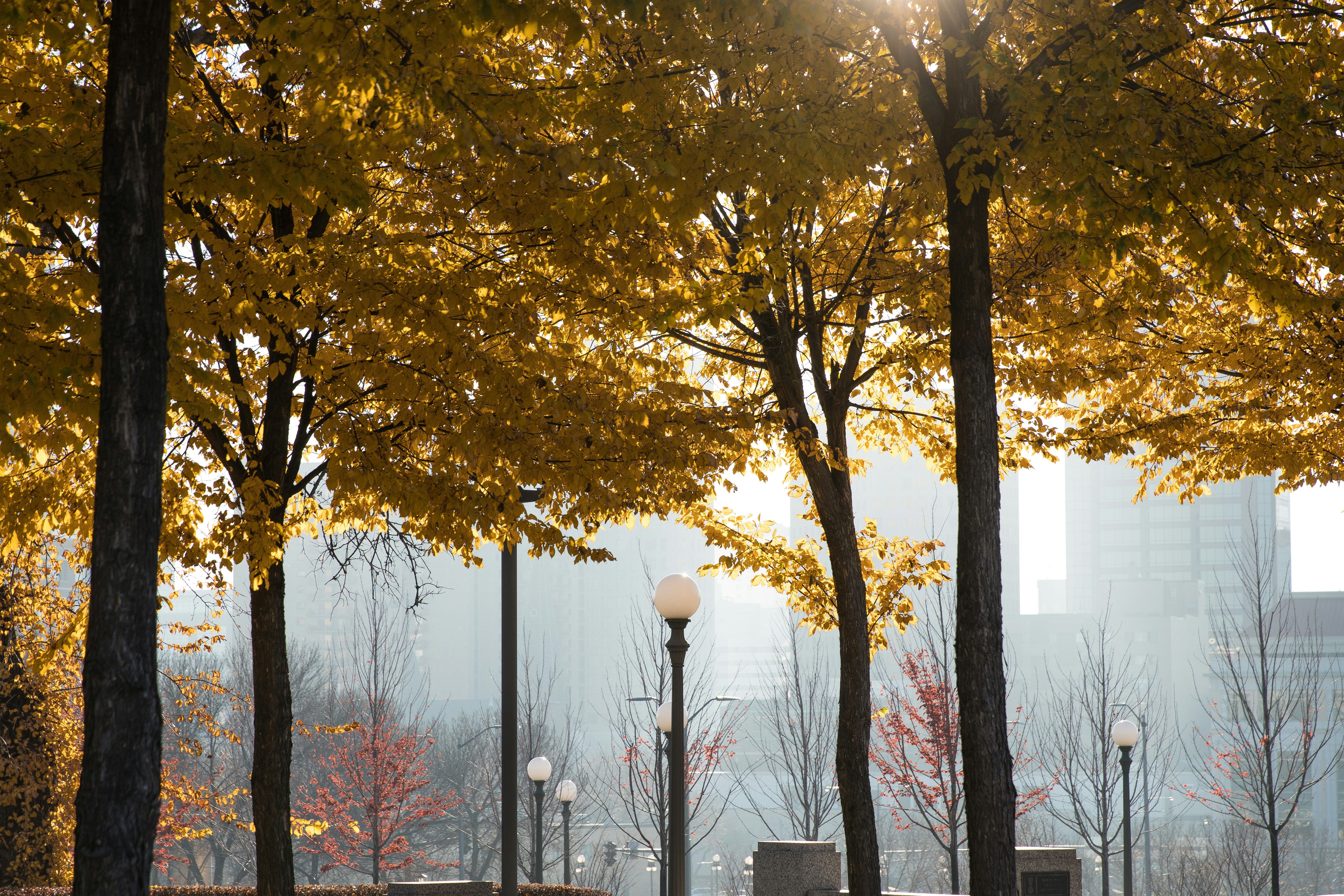 Red-leafed trees during daytime photo – Free Mn Image on Unsplash
