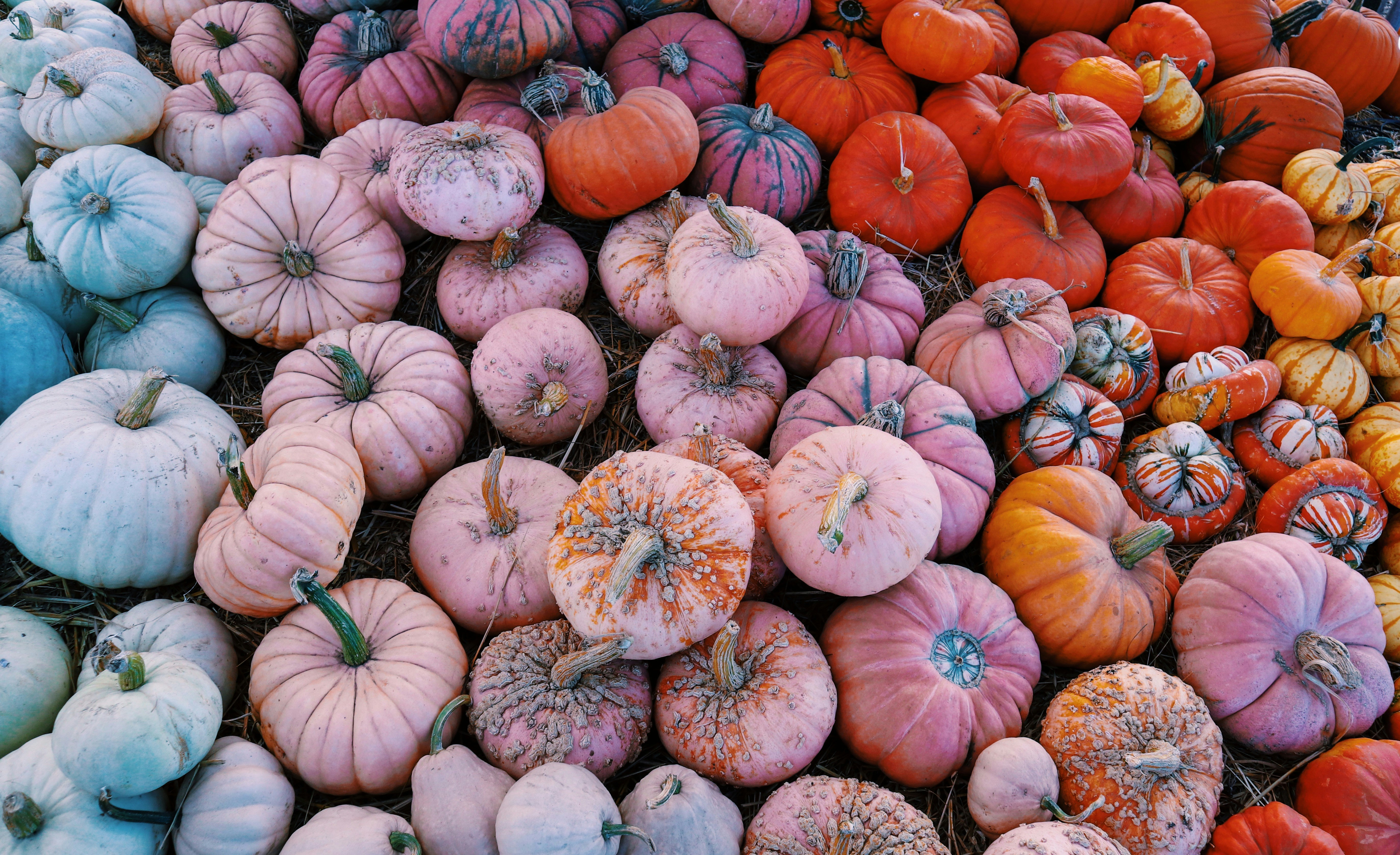 Calabazas naranjas foto – Imagen de California gratuita en Unsplash