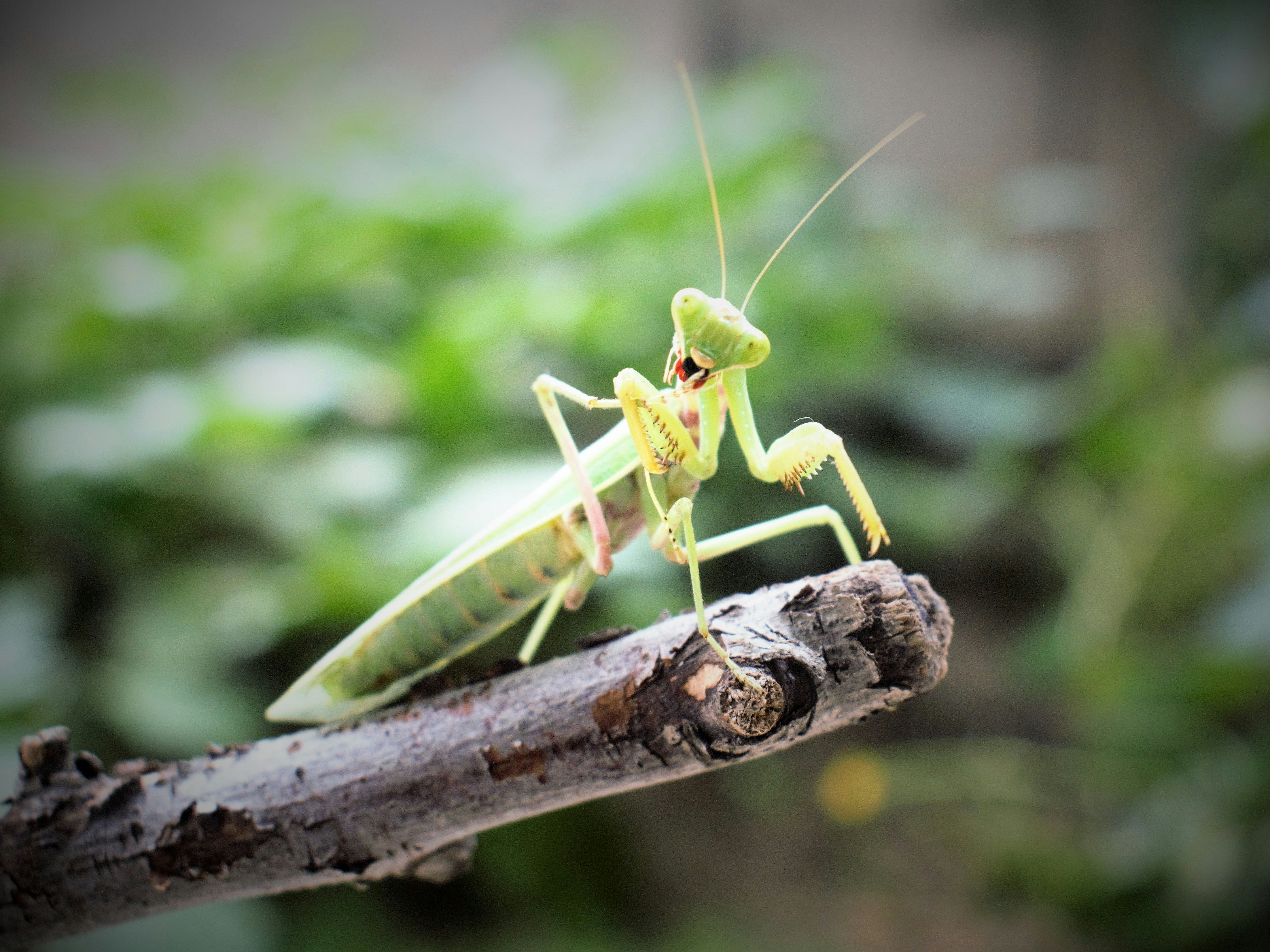 Green mantis on branch photo – Free Animal Image on Unsplash