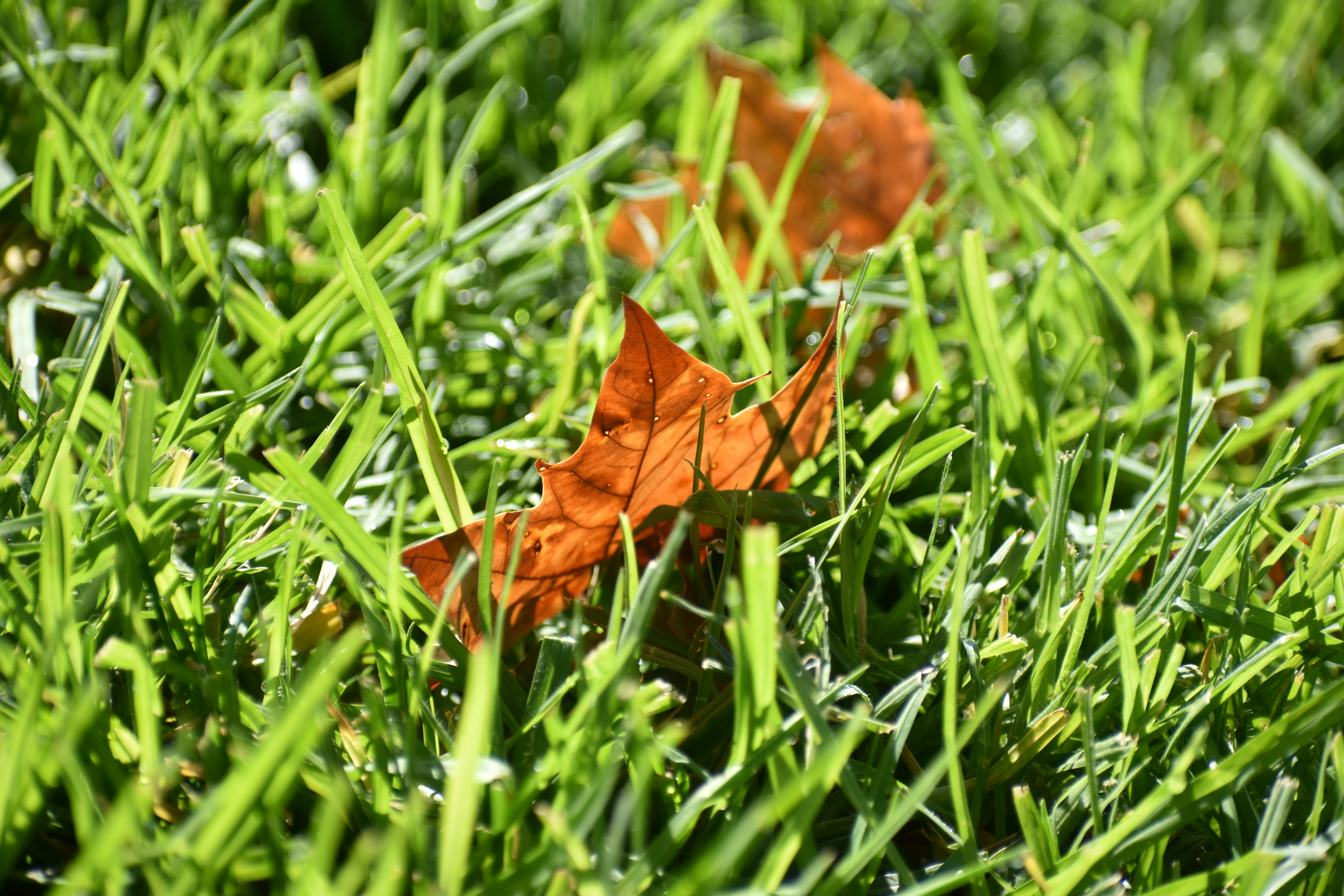 A vibrant orange leaf resting on a bed of lush green grass, capturing the essence of seasonal transition.