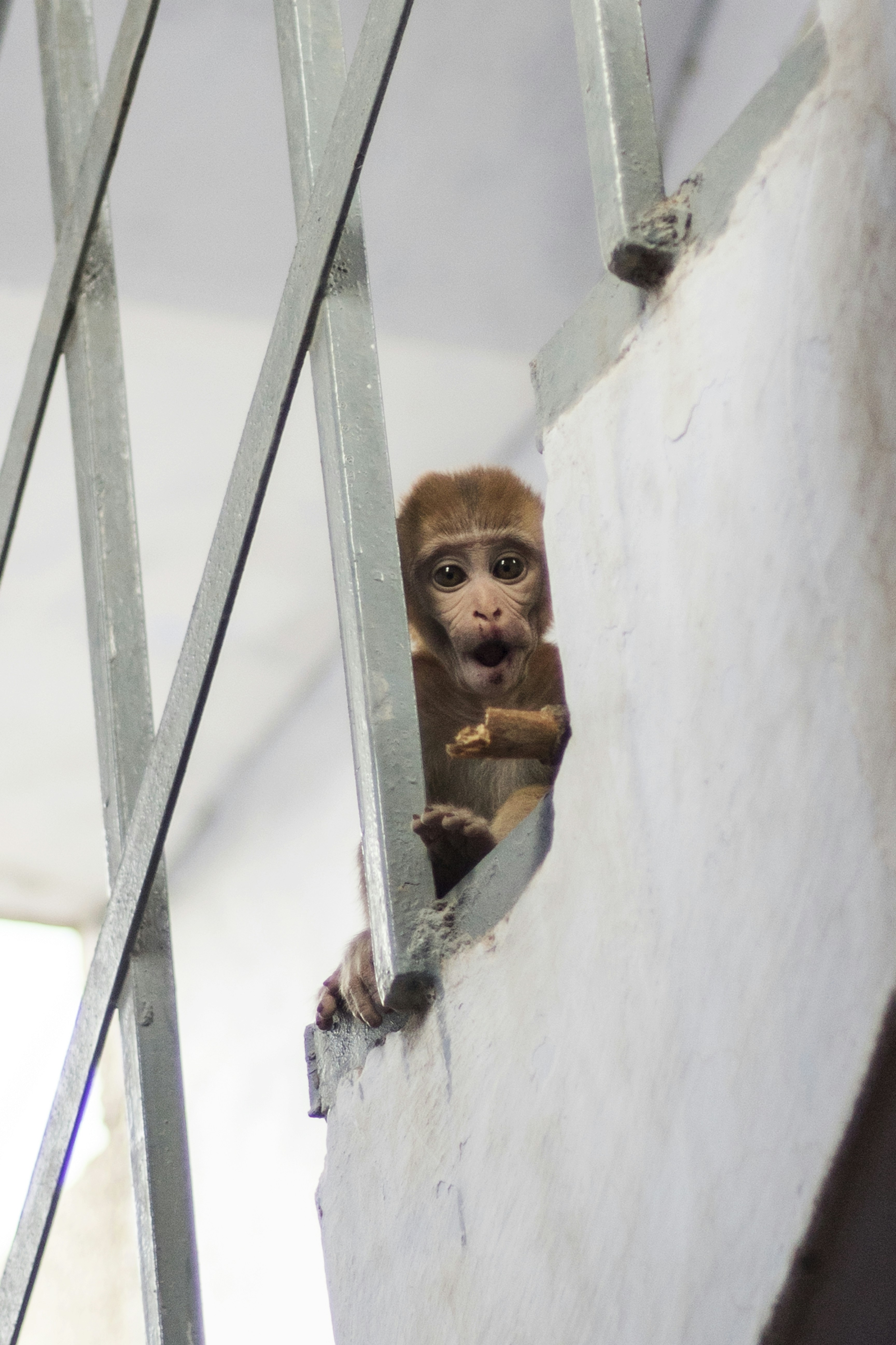 Through the Railings: A Curious Baby Monkey Faces the Camera