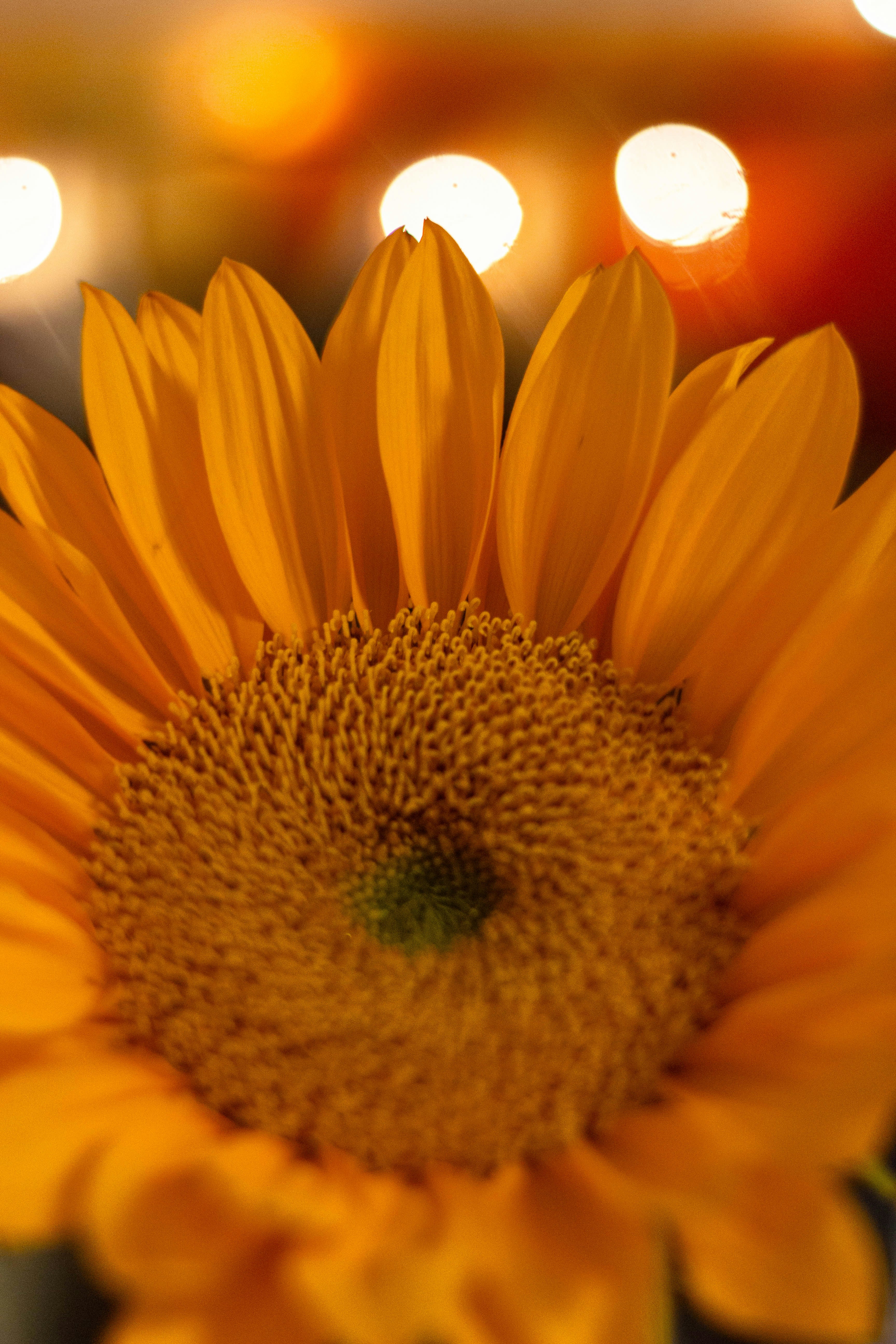 Close-up of a vibrant yellow sunflower with soft, blurred lights in the background, creating a warm ambiance.