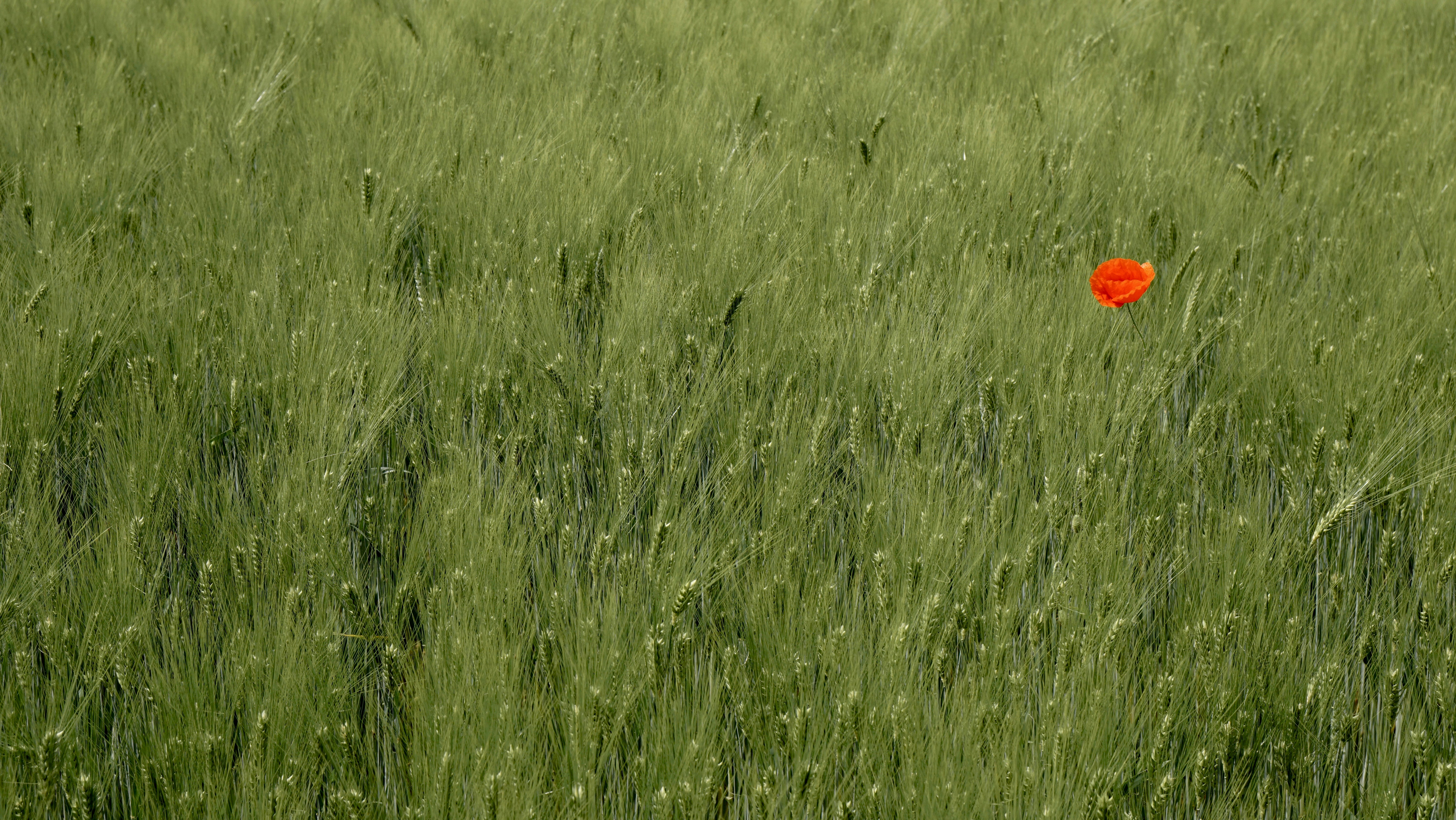 Vibrant red poppy stands out against a vast field of green wheat, symbolizing resilience and beauty in nature.