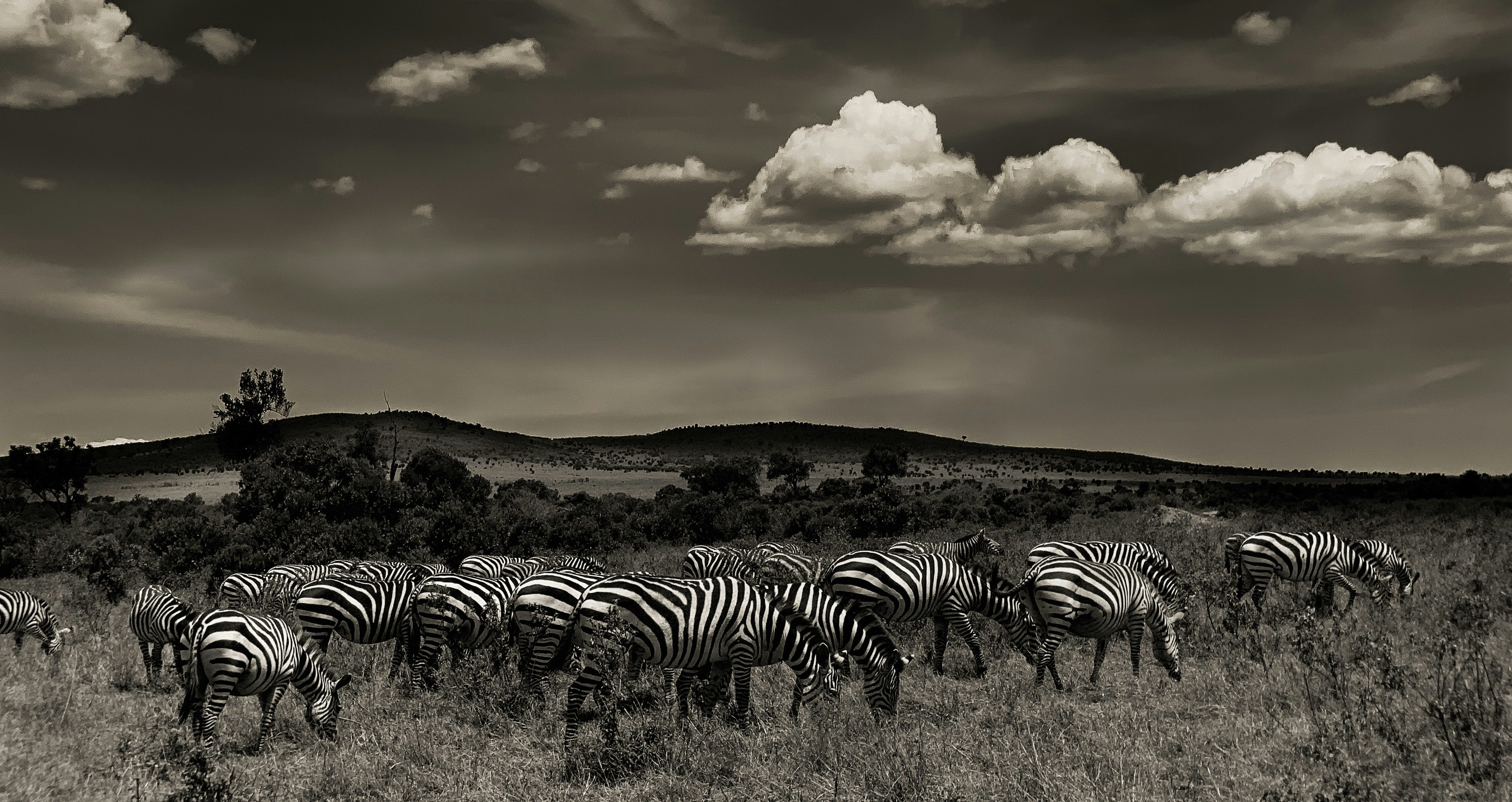 Zebra Chorus Across a Monochrome Savannah