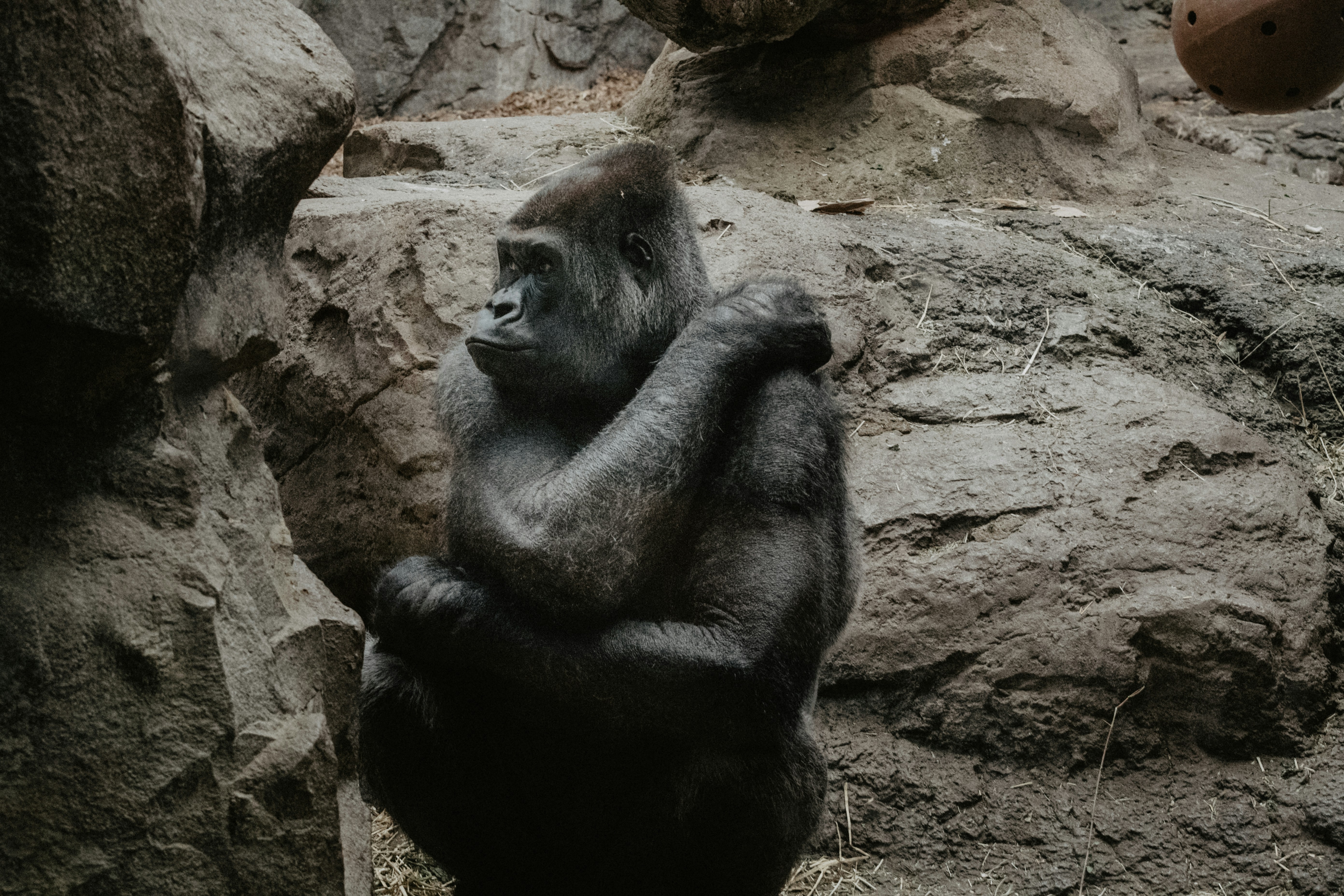 A gorilla seated against rocky terrain, deep in thought, showcasing its powerful build and serene demeanor.