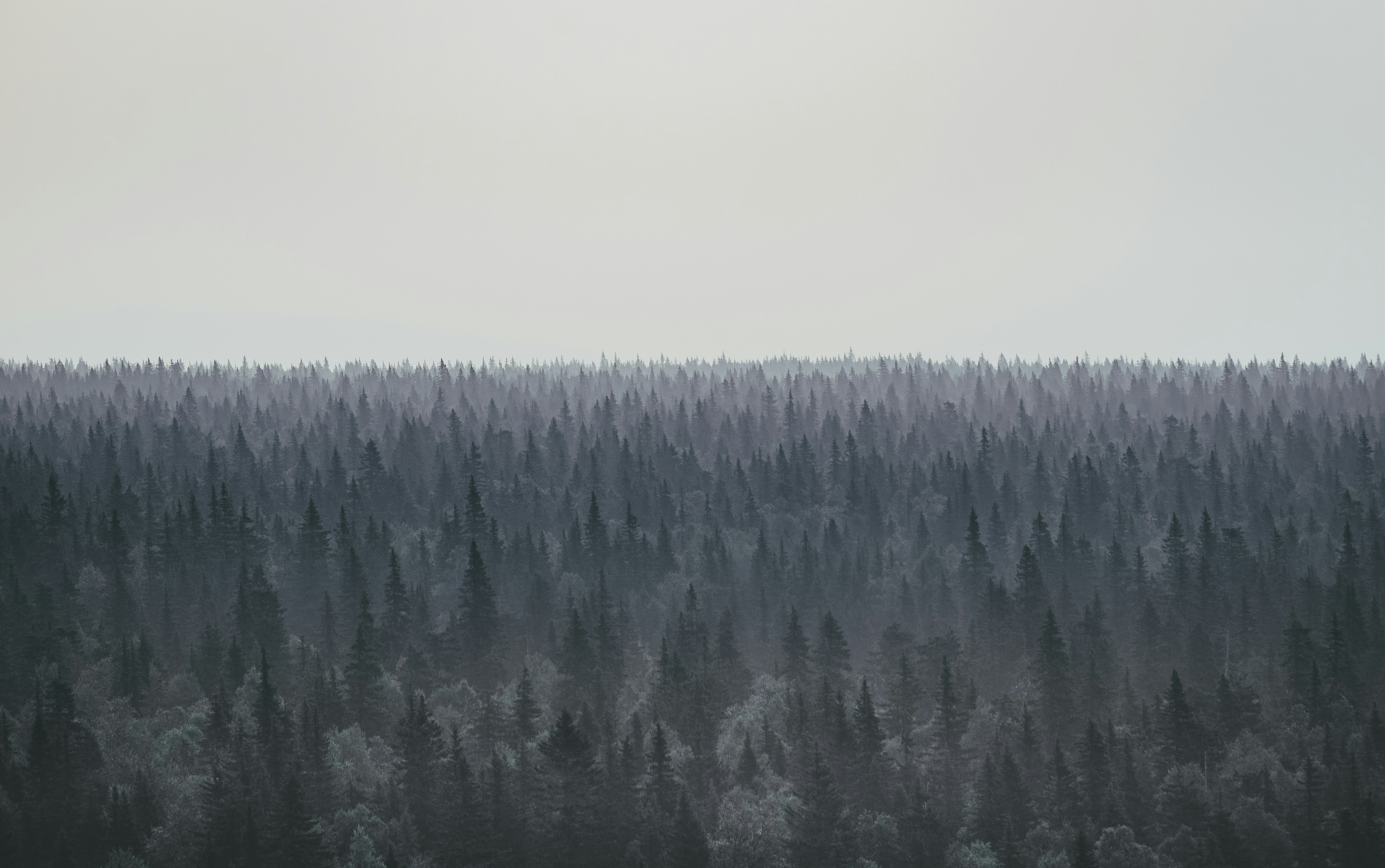 grayscale photo of pine trees