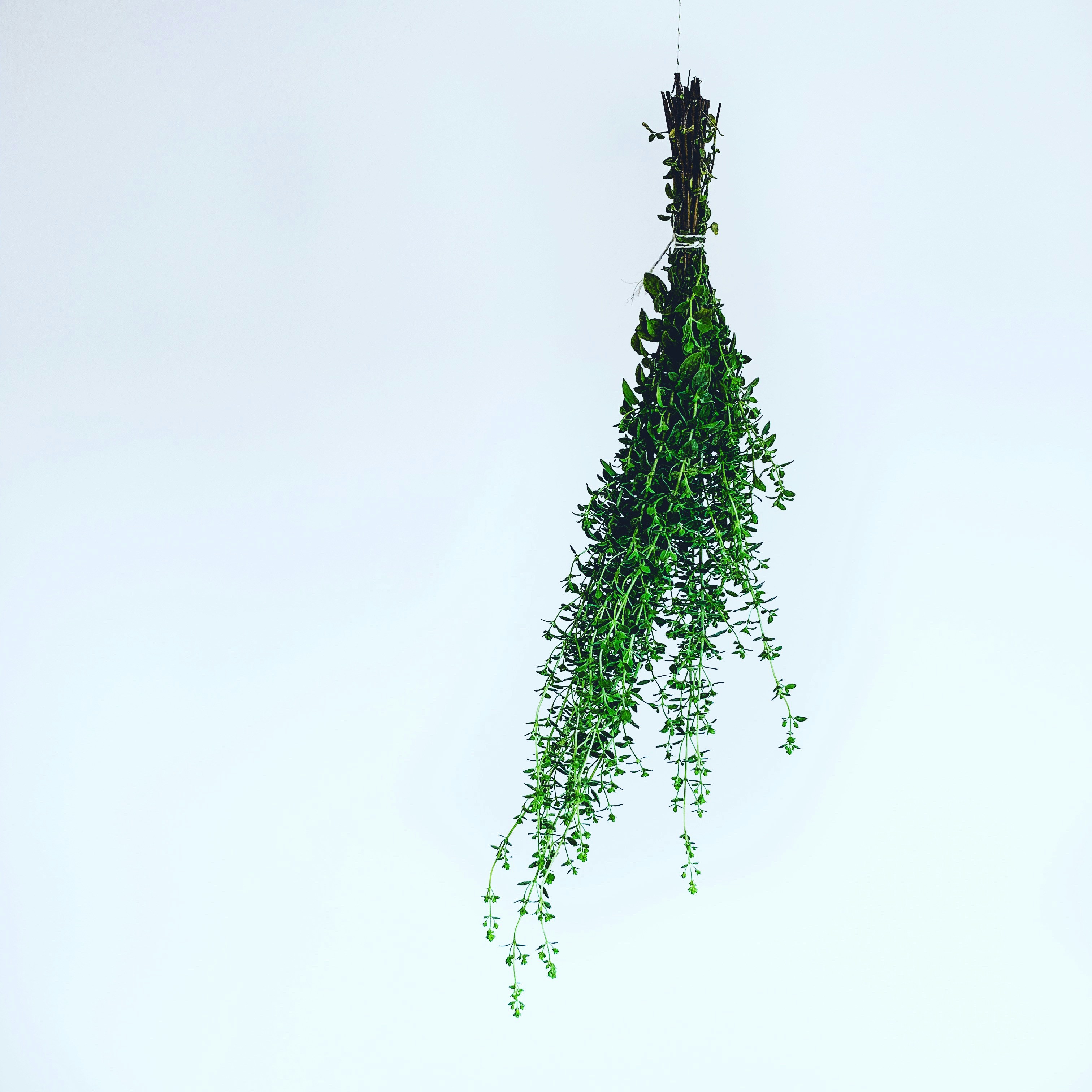 A lush cascade of hanging greenery against a minimalist white backdrop, showcasing the beauty of indoor plants.